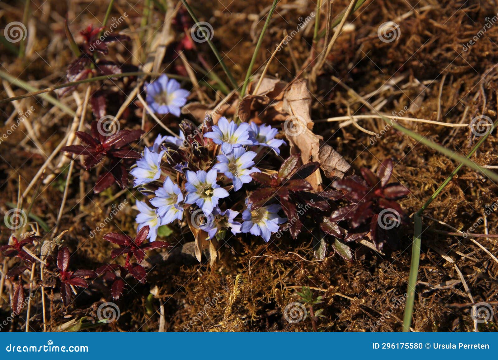 Tiny Gentians Growing on Muldai View Point Stock Photo - Image of ...