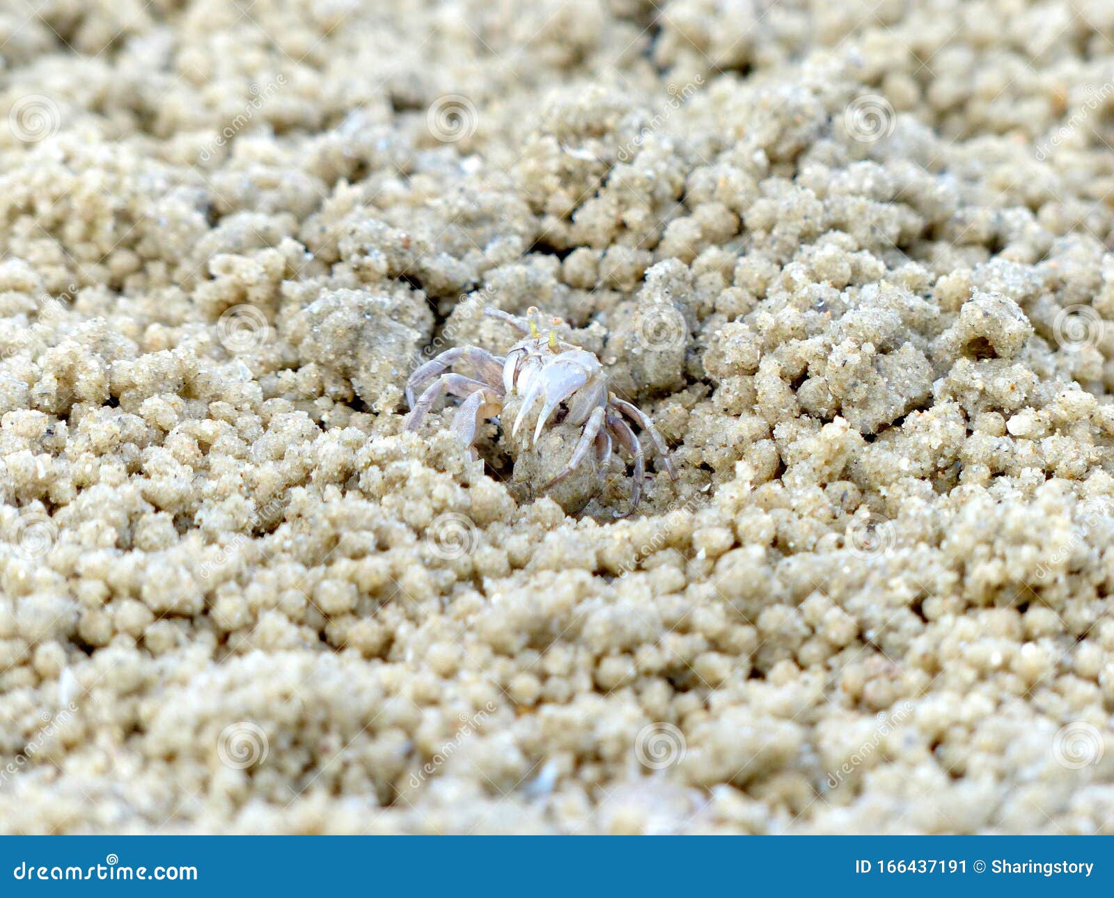 Tiny Ghost Crabs Digging Holes in the Sand Stock Image - Image of round ...
