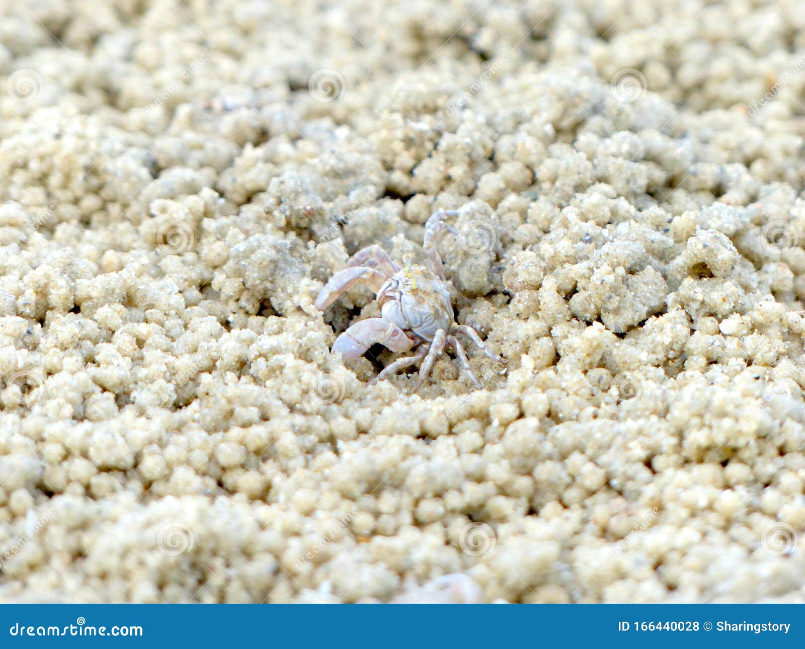 Tiny Ghost Crabs Digging Holes in the Sand Stock Photo - Image of legs ...