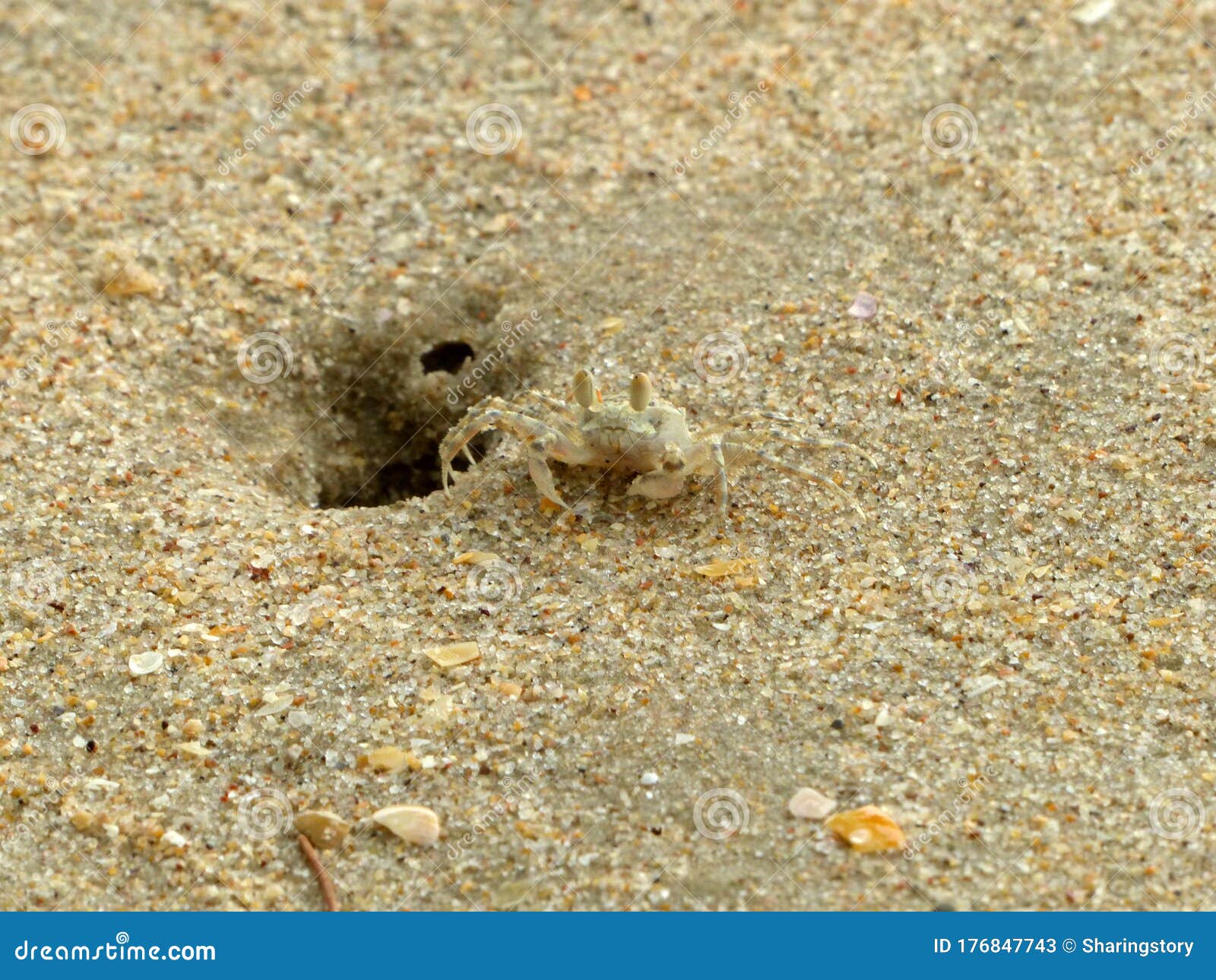 Tiny Ghost Crabs Digging Holes in the Sand Stock Image - Image of sandy ...