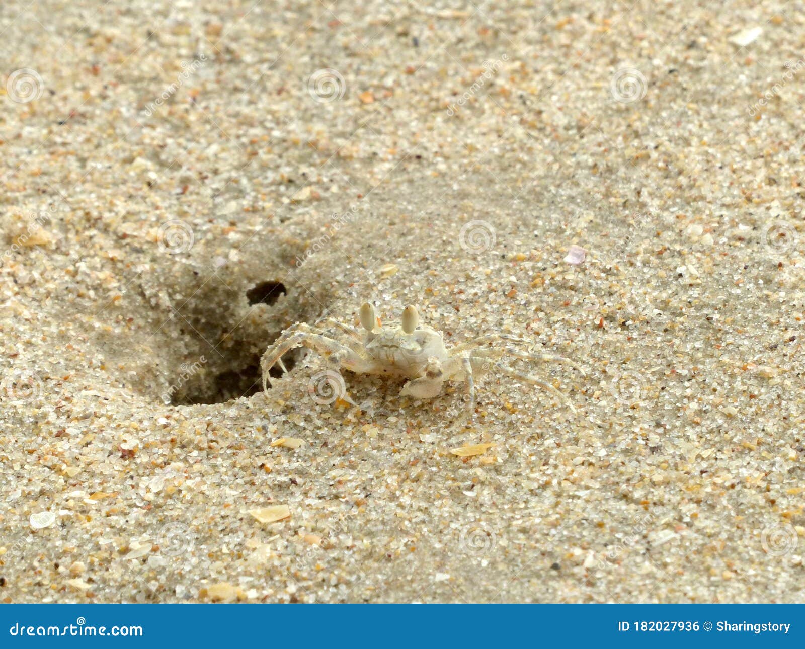 Tiny Ghost Crabs Digging Holes in the Sand Stock Photo - Image of round ...