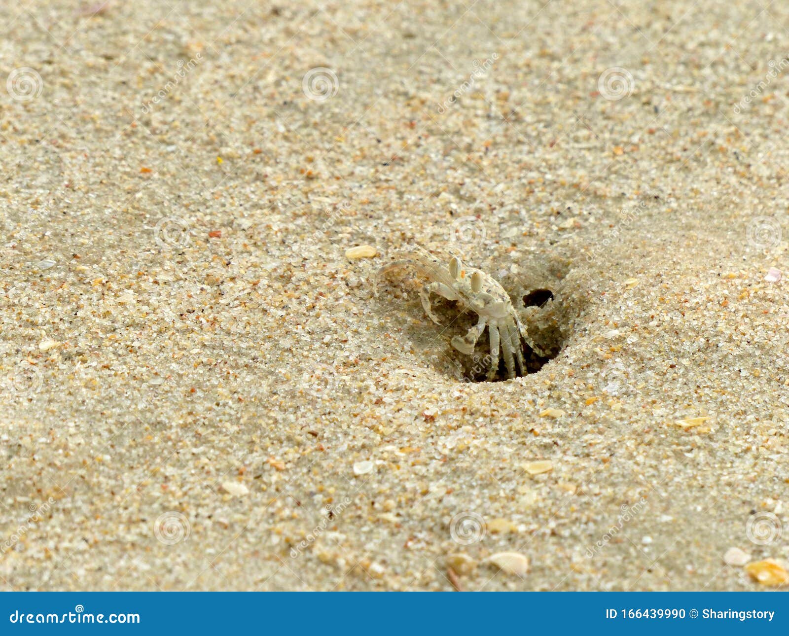 Tiny Ghost Crabs Digging Holes in the Sand Stock Photo - Image of crab ...