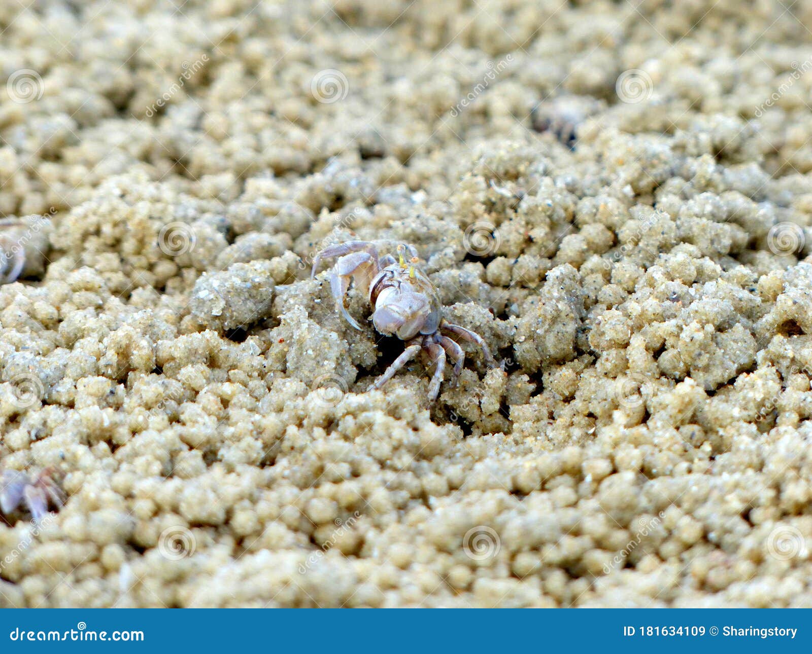 Tiny Ghost Crabs Digging Holes in the Sand Stock Image - Image of crab ...