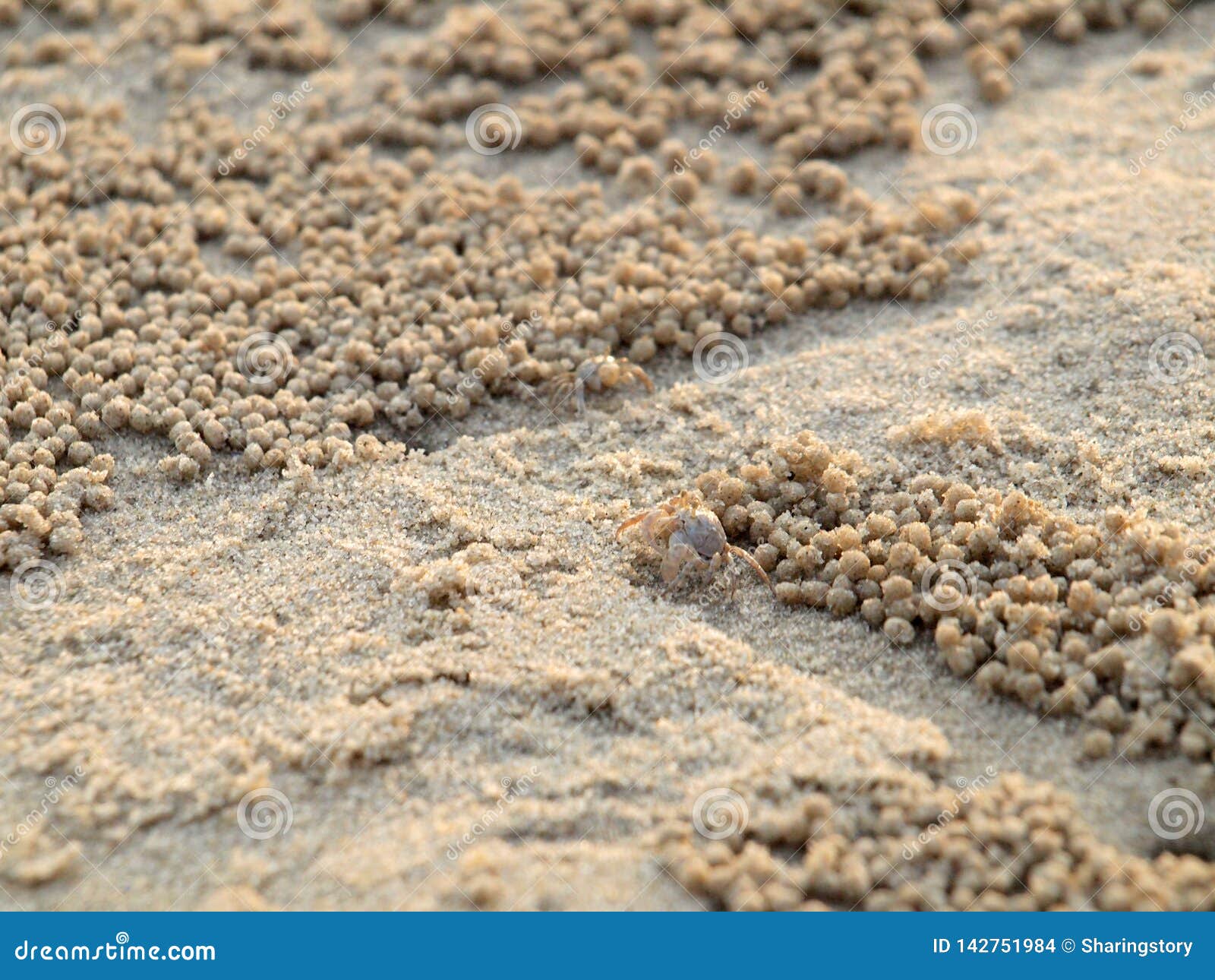 Tiny Ghost Crabs Digging Holes in the Sand Stock Photo - Image of cute ...