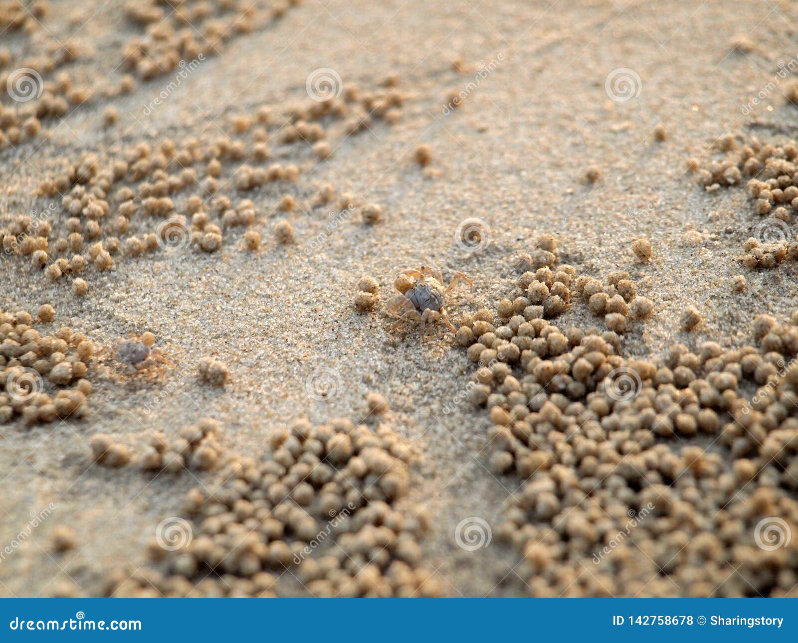 Tiny Ghost Crabs Digging Holes in the Sand Stock Photo - Image of crab ...