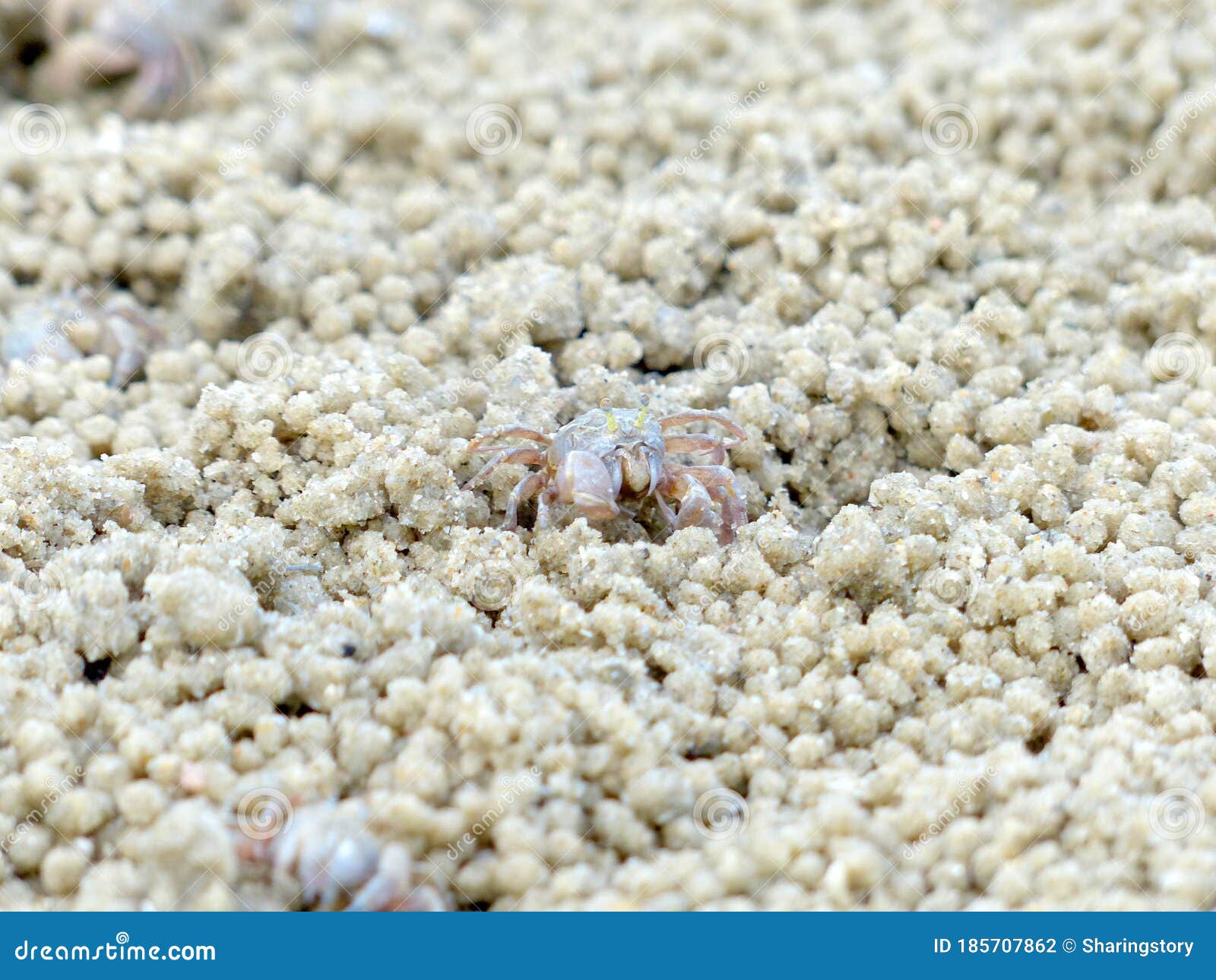 Tiny Ghost Crabs Digging Holes in the Sand Stock Photo - Image of alive ...