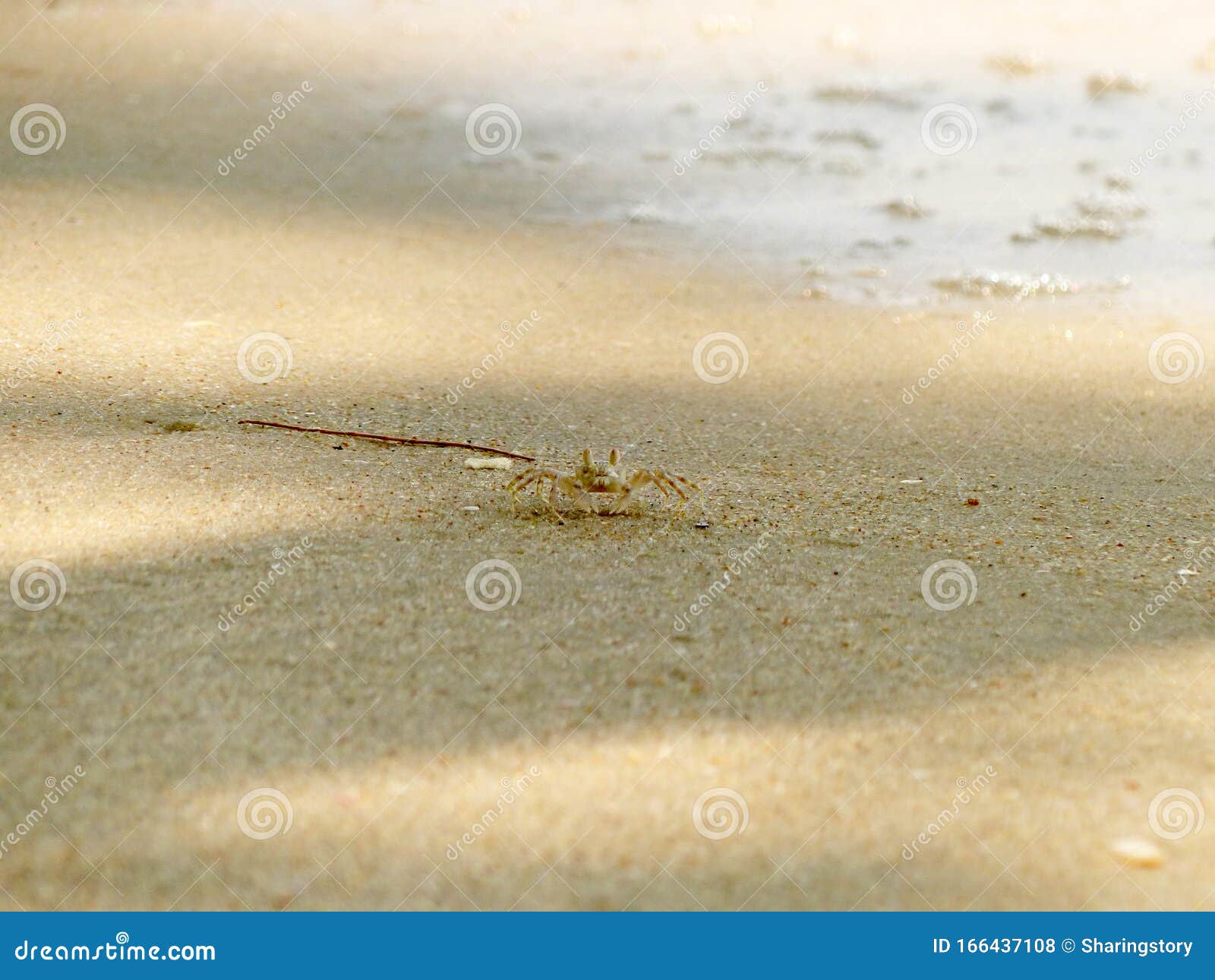 Tiny Ghost Crabs Digging Holes in the Sand Stock Photo - Image of ...