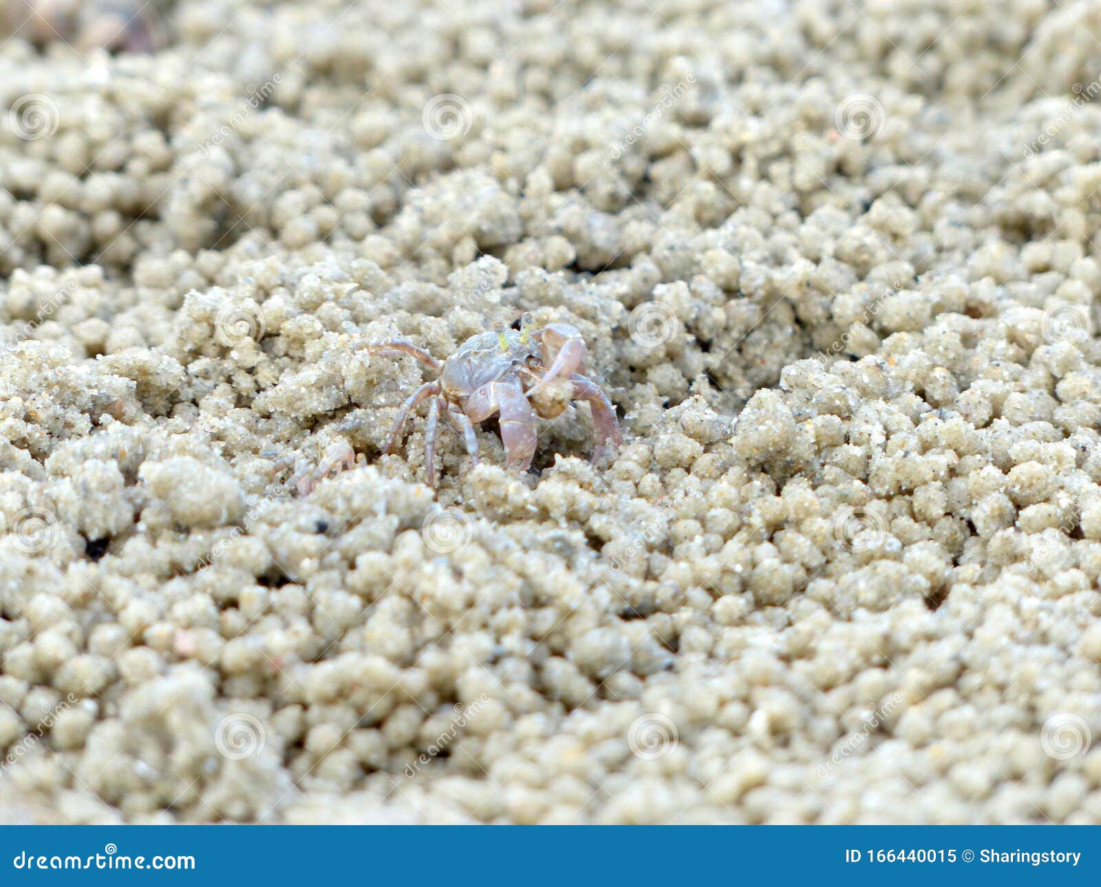 Tiny Ghost Crabs Digging Holes in the Sand Stock Image - Image of hole ...
