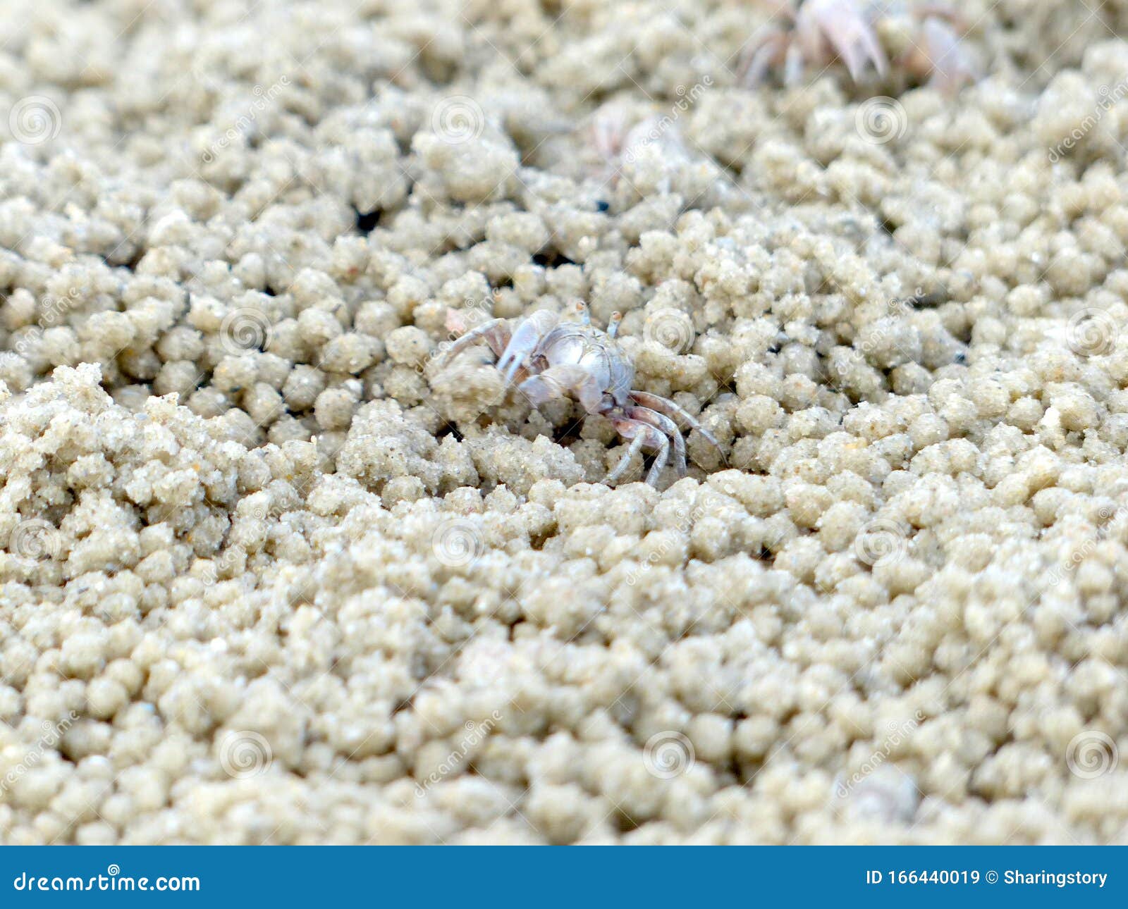 Tiny Ghost Crabs Digging Holes in the Sand Stock Image - Image of ...