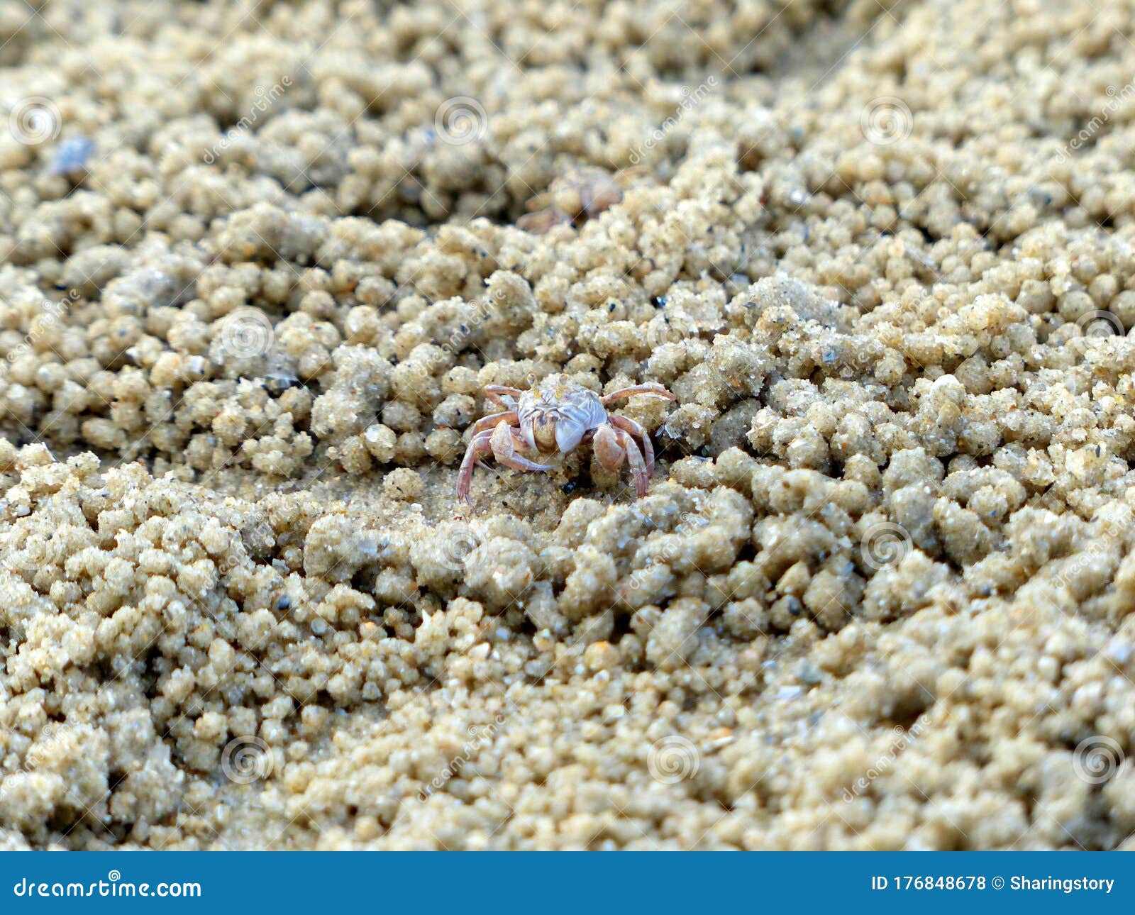 Tiny Ghost Crabs Digging Holes in the Sand Stock Photo - Image of ...
