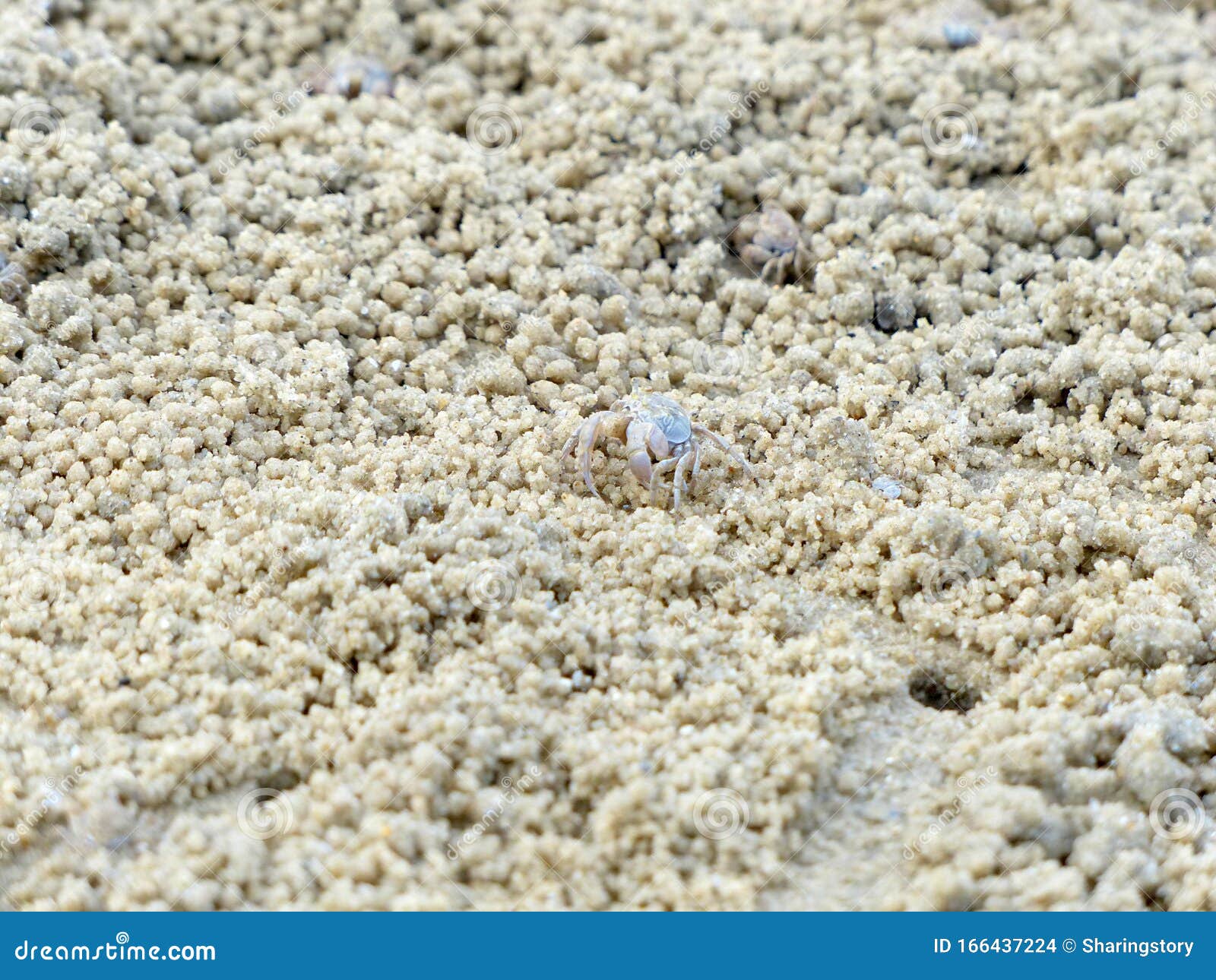 Tiny Ghost Crabs Digging Holes in the Sand Stock Photo - Image of crab ...
