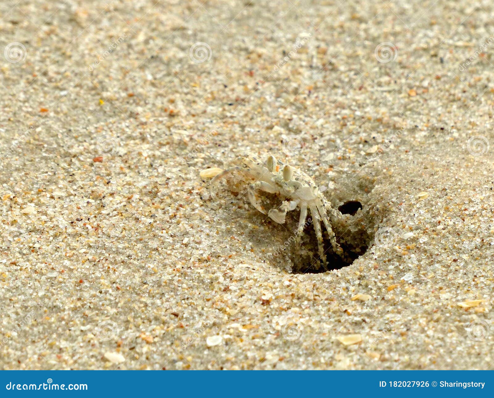 Tiny Ghost Crabs Digging Holes in the Sand Stock Photo - Image of round ...