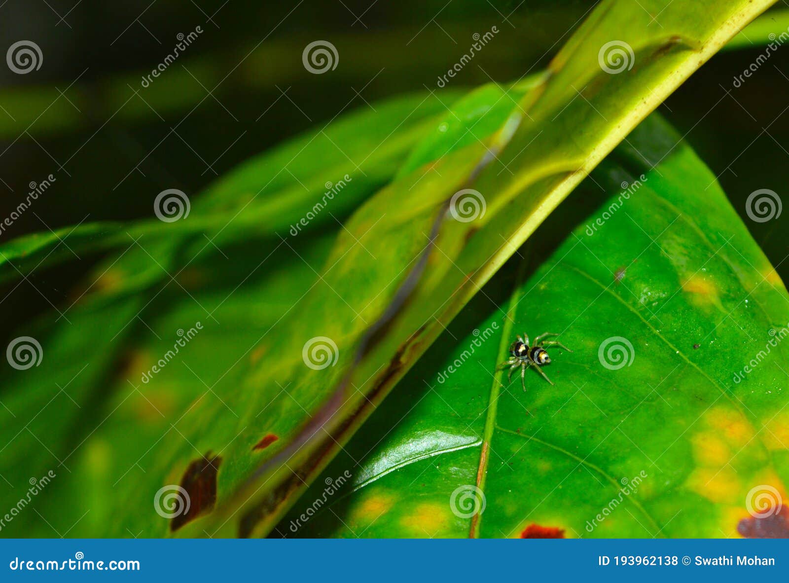 Tiny golden spider stock photo. Image of gold, bright - 193962138