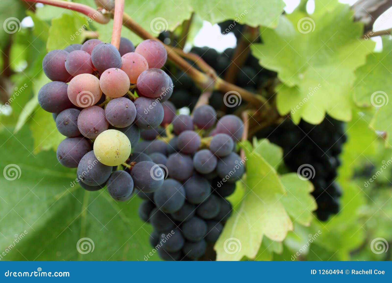 Tiny Grape Cluster stock photo. Image of harvest, fruit - 1260494