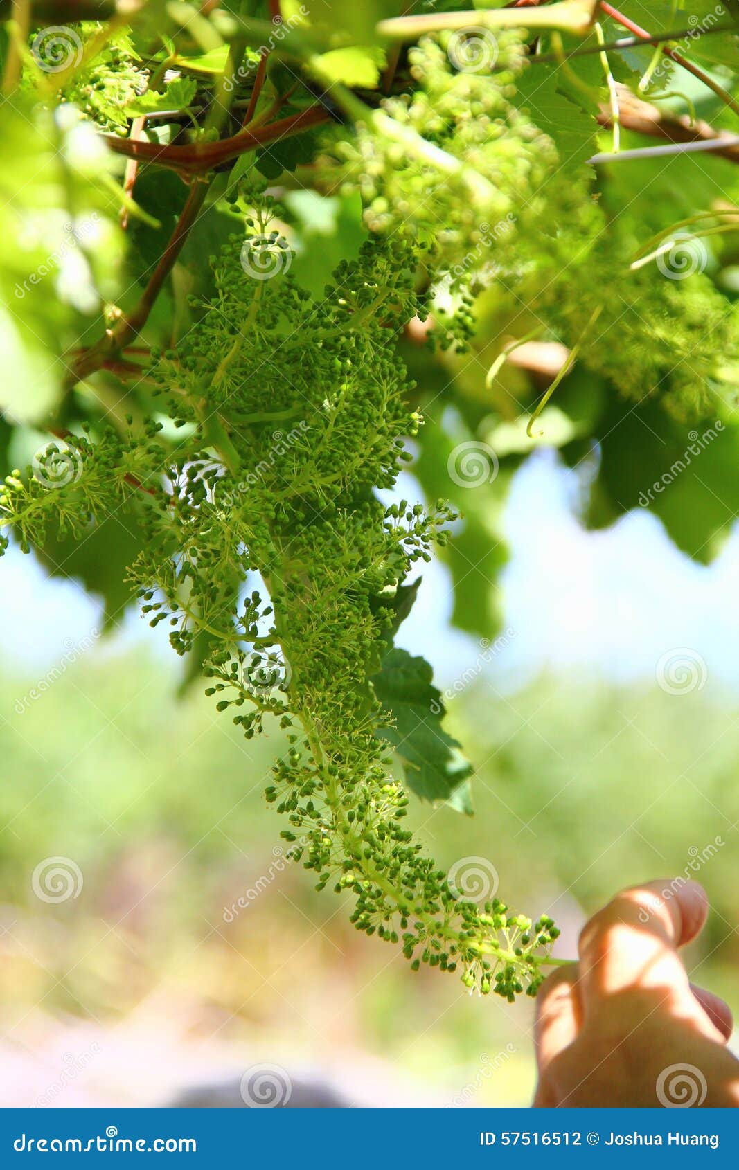 Tiny Grapes stock photo. Image of agriculture, clusters - 57516512