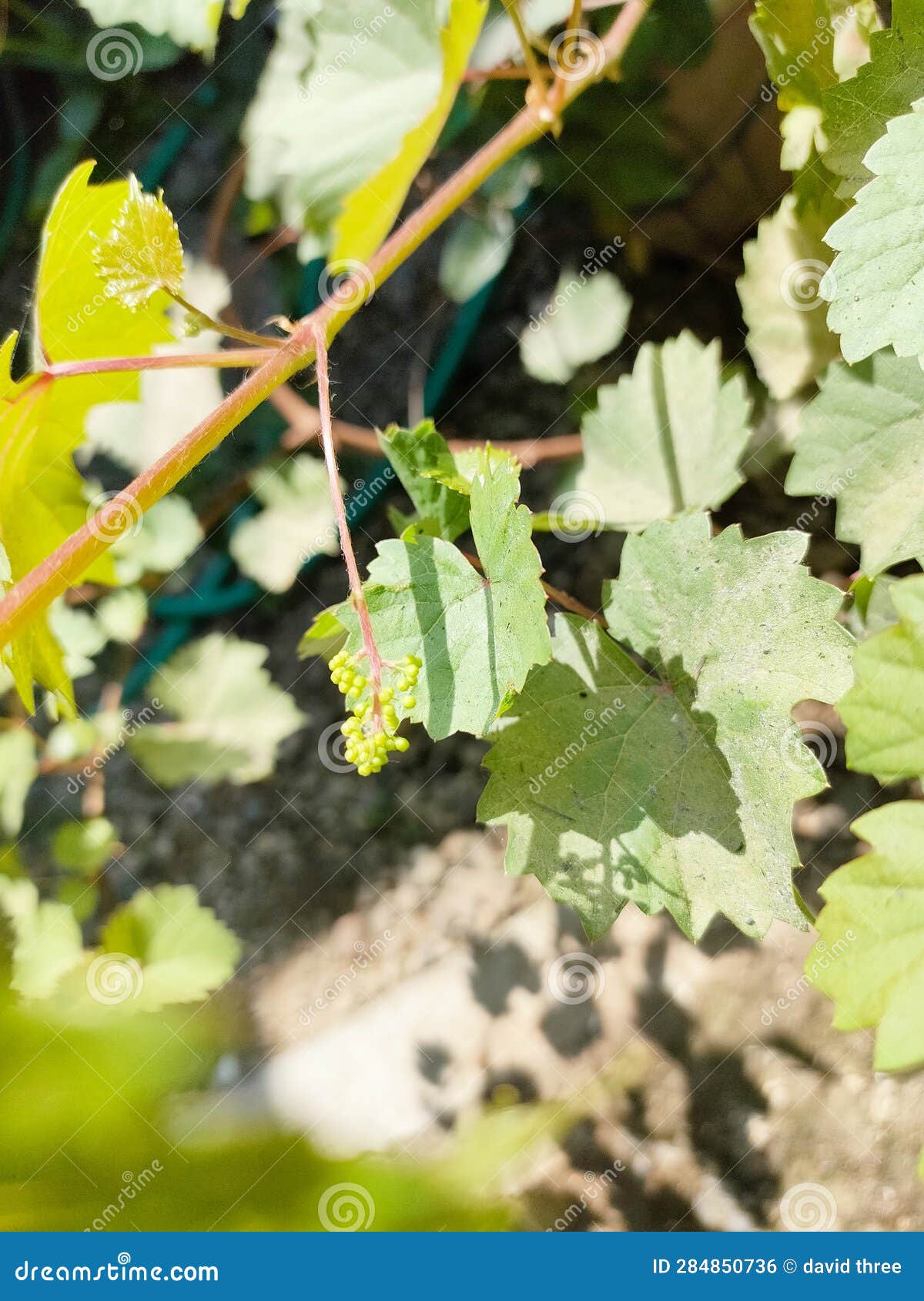 Tiny grapes are cute stock photo. Image of produce, green - 284850736