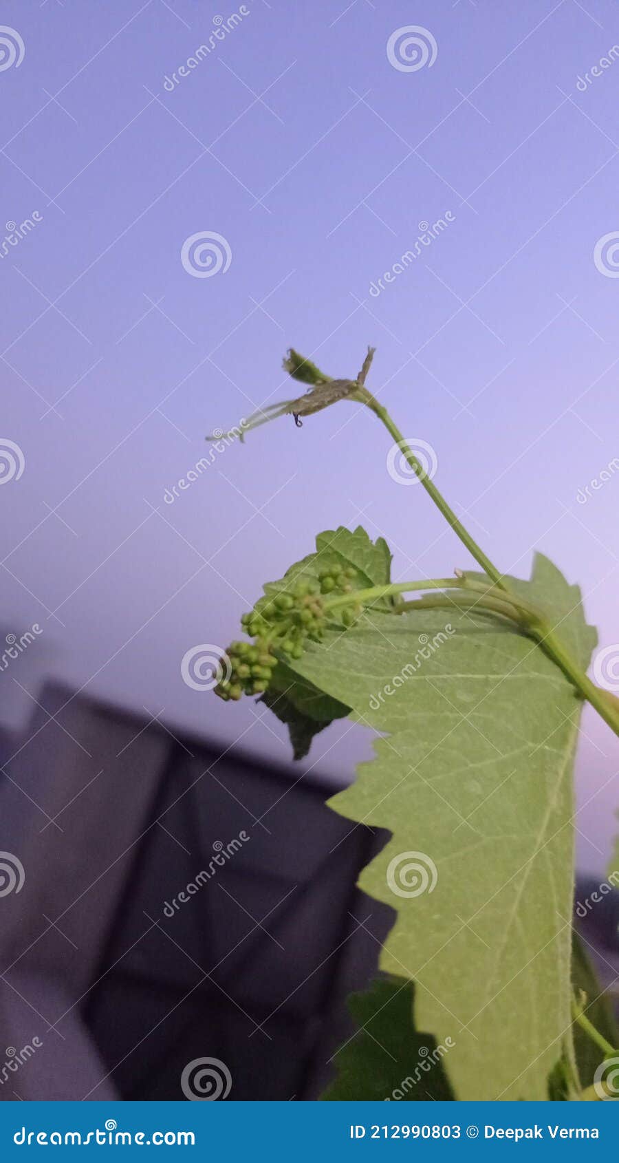 Tiny grapes stock image. Image of green, petal, animal - 212990803
