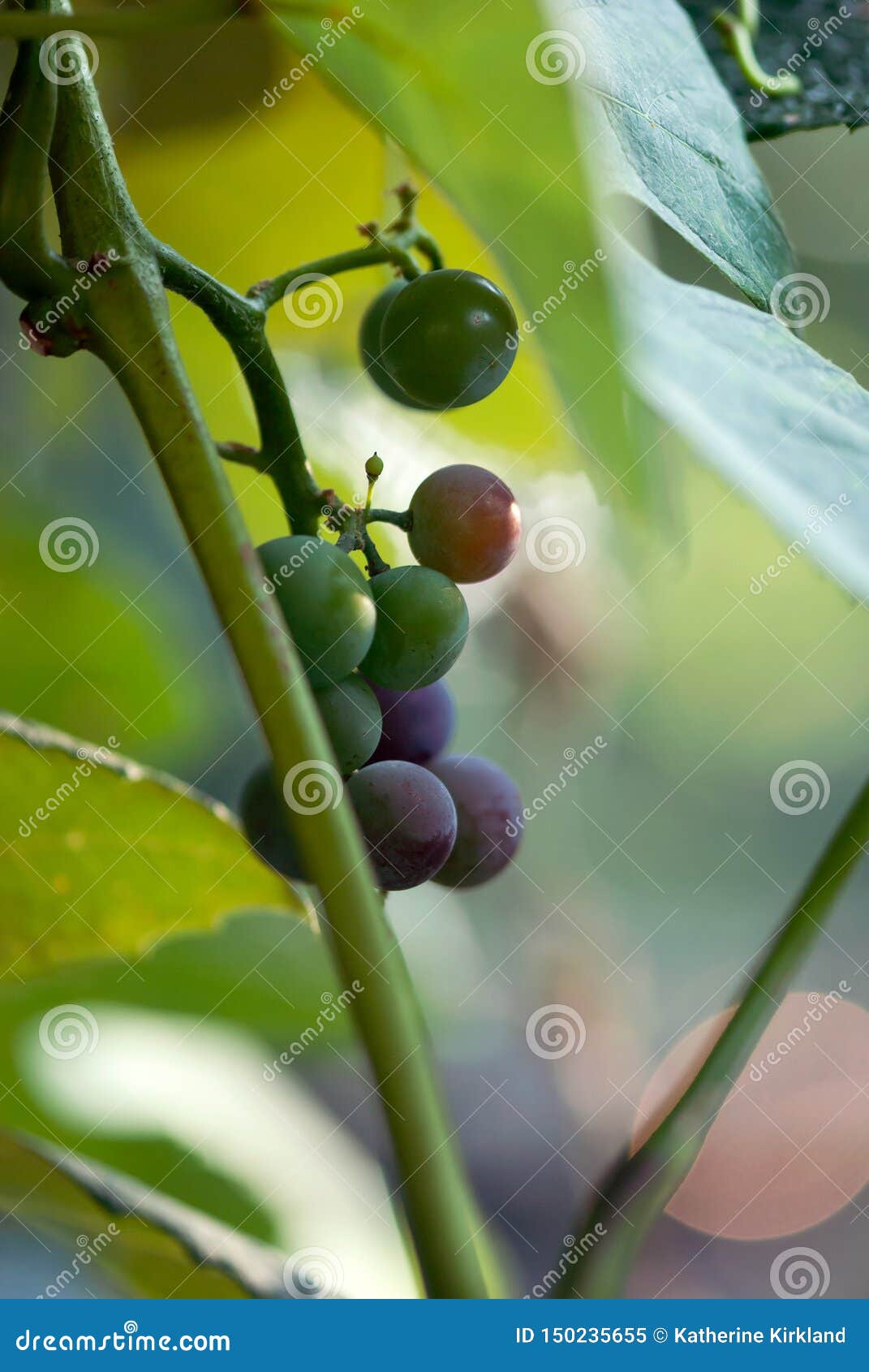 Tiny Grapes on Vine stock image. Image of health, healthy - 150235655