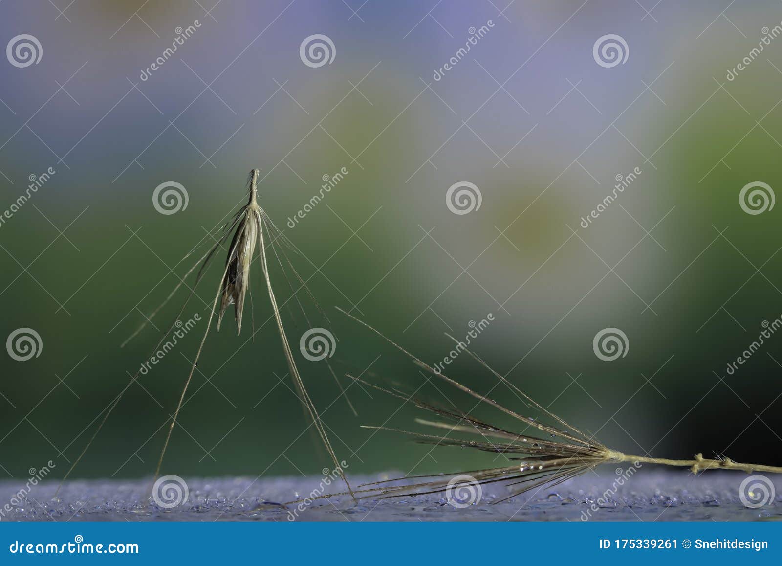 Tiny Grass Feathers with Dew Created with Focus Stalking Technique ...