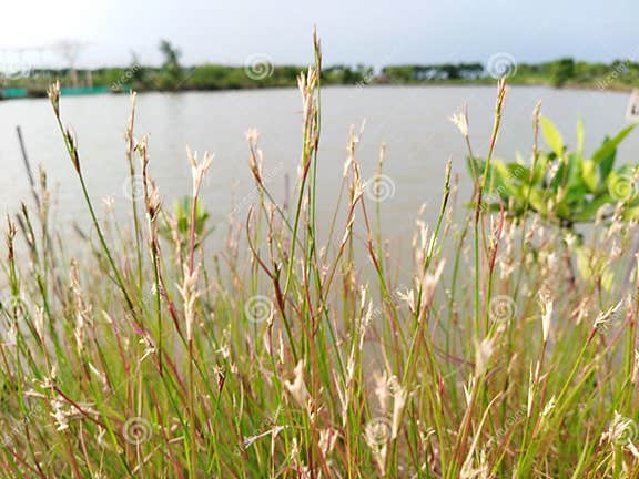 Tiny Grass Flower that Grows on the Edge of the Swamp Stock Image - Image of grass, vegetation ...