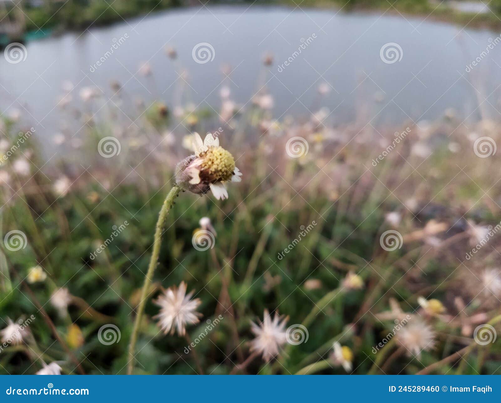 Tiny Grass Flower that Grows on the Edge of the Swamp Stock Photo - Image of branch, tree: 245289460