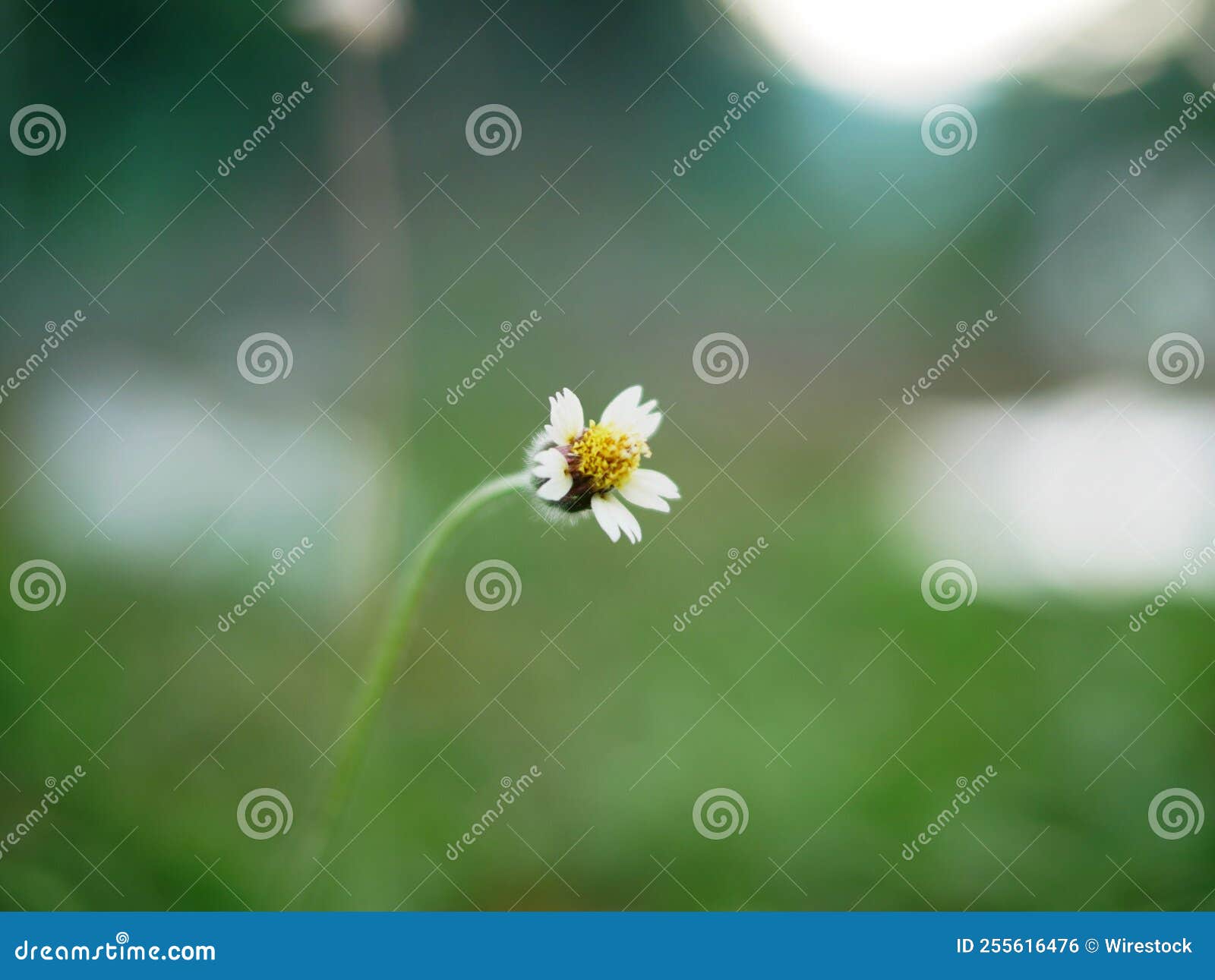 Tiny Grass Flower with Yellow Core and White Petals Stock Photo - Image ...