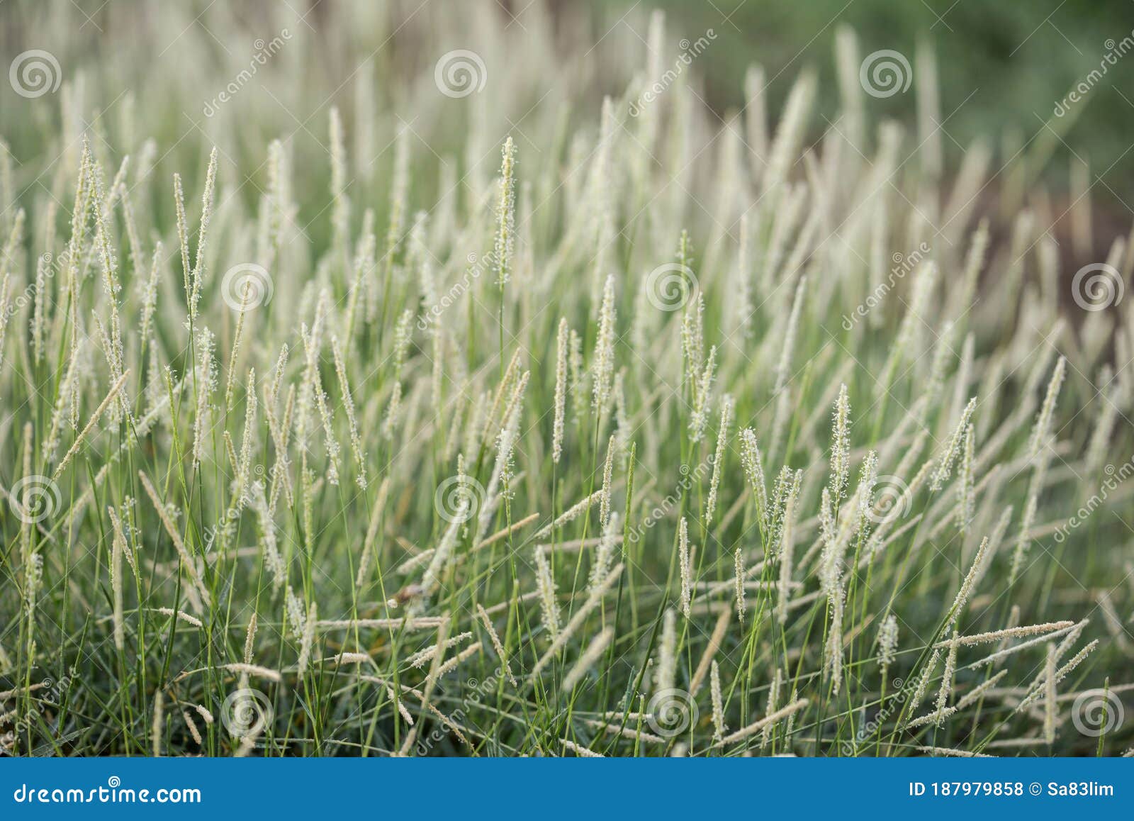 Tiny grass flowers field stock photo. Image of tiny - 187979858