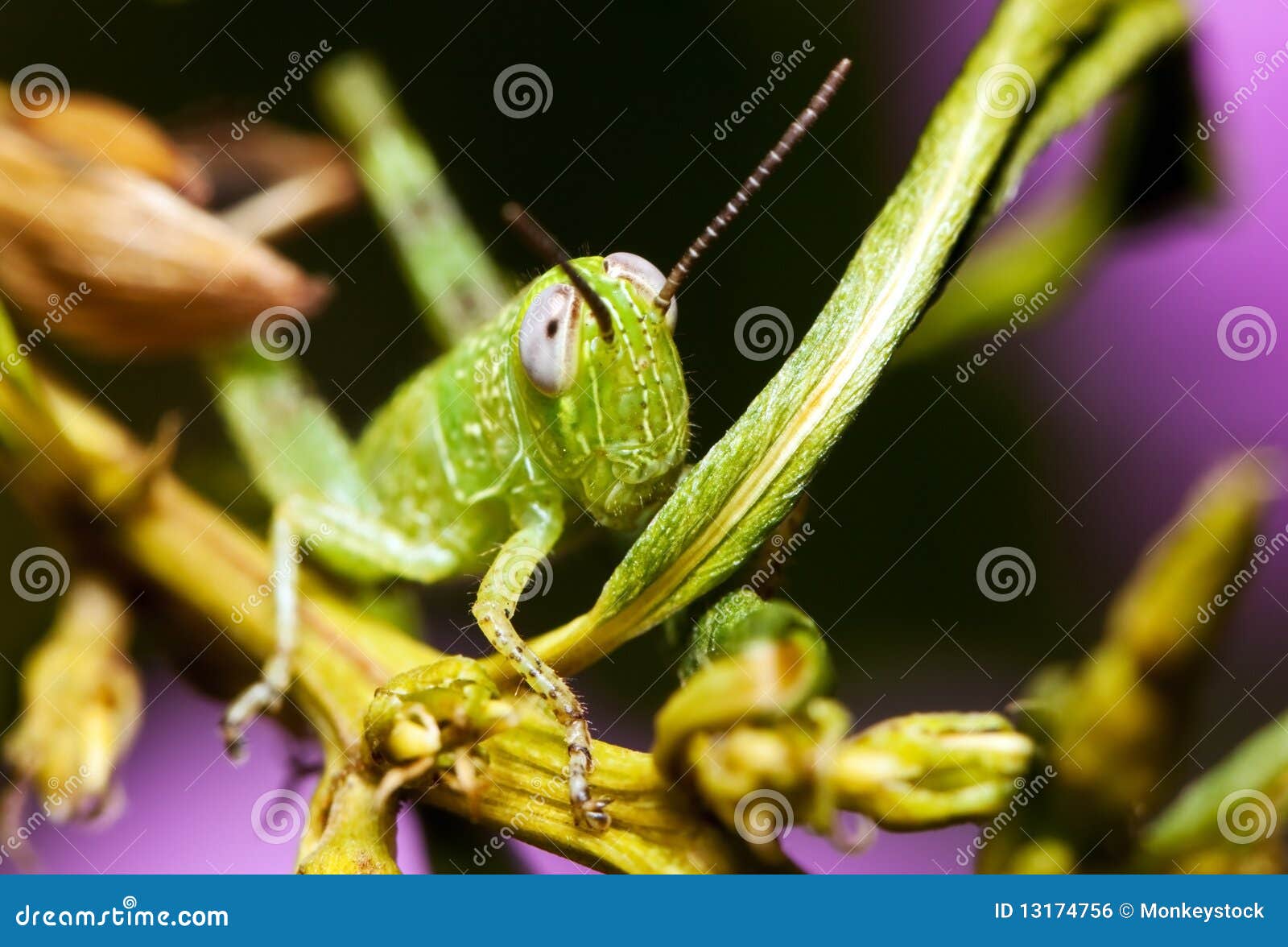 Tiny grasshopper close up. stock photo. Image of macro - 13174756