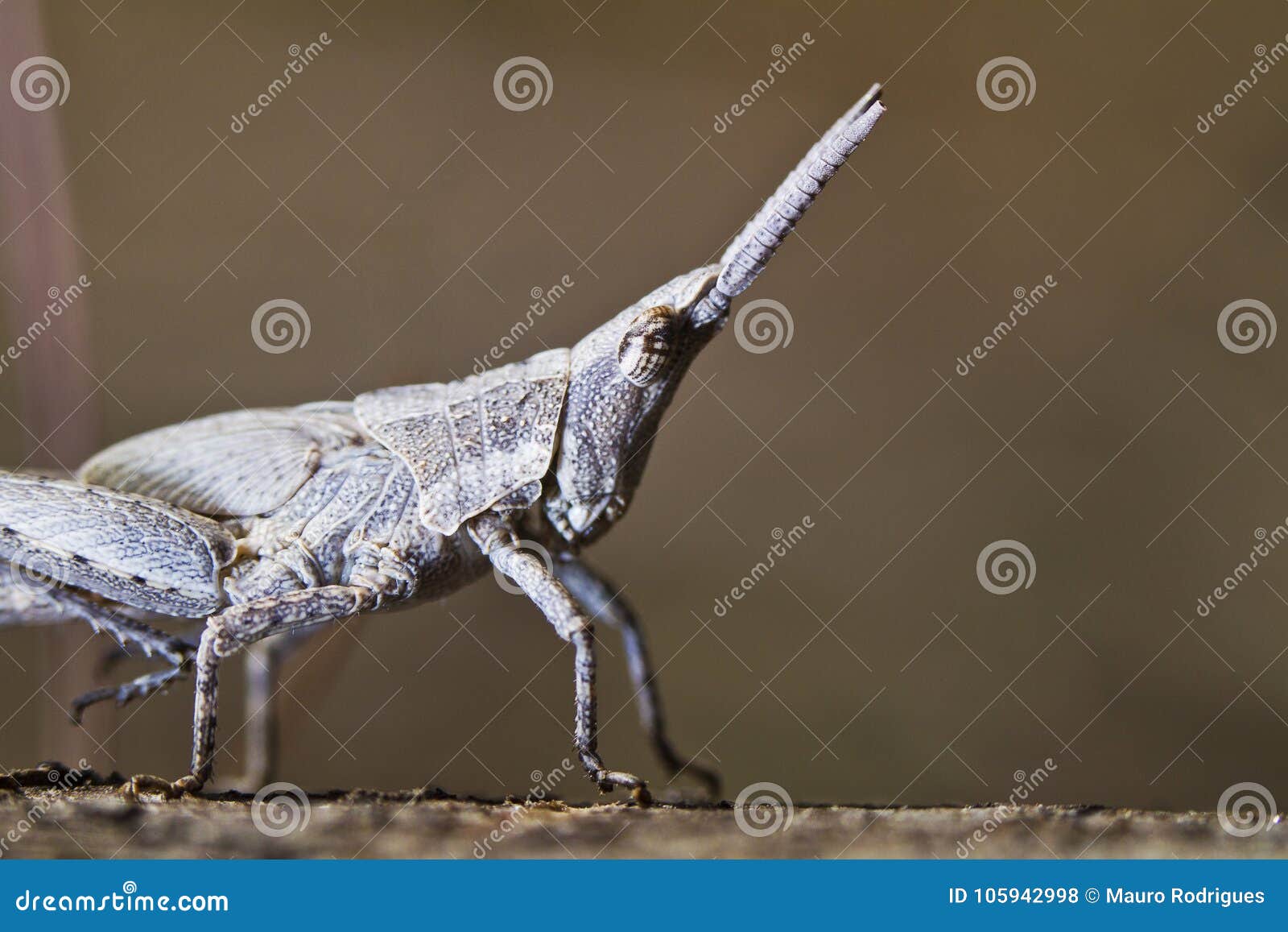 Tiny grasshopper stock photo. Image of tiny, spring - 105942998