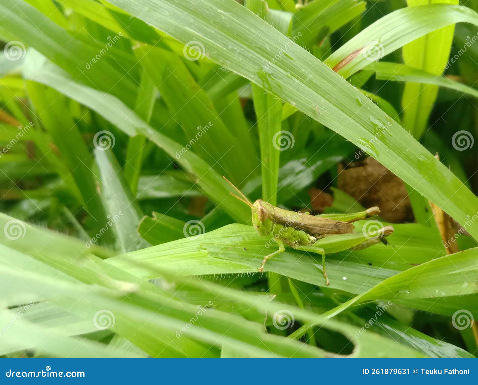 Tiny Grasshopper at the Grass Stock Image - Image of produce, insect: 261879631