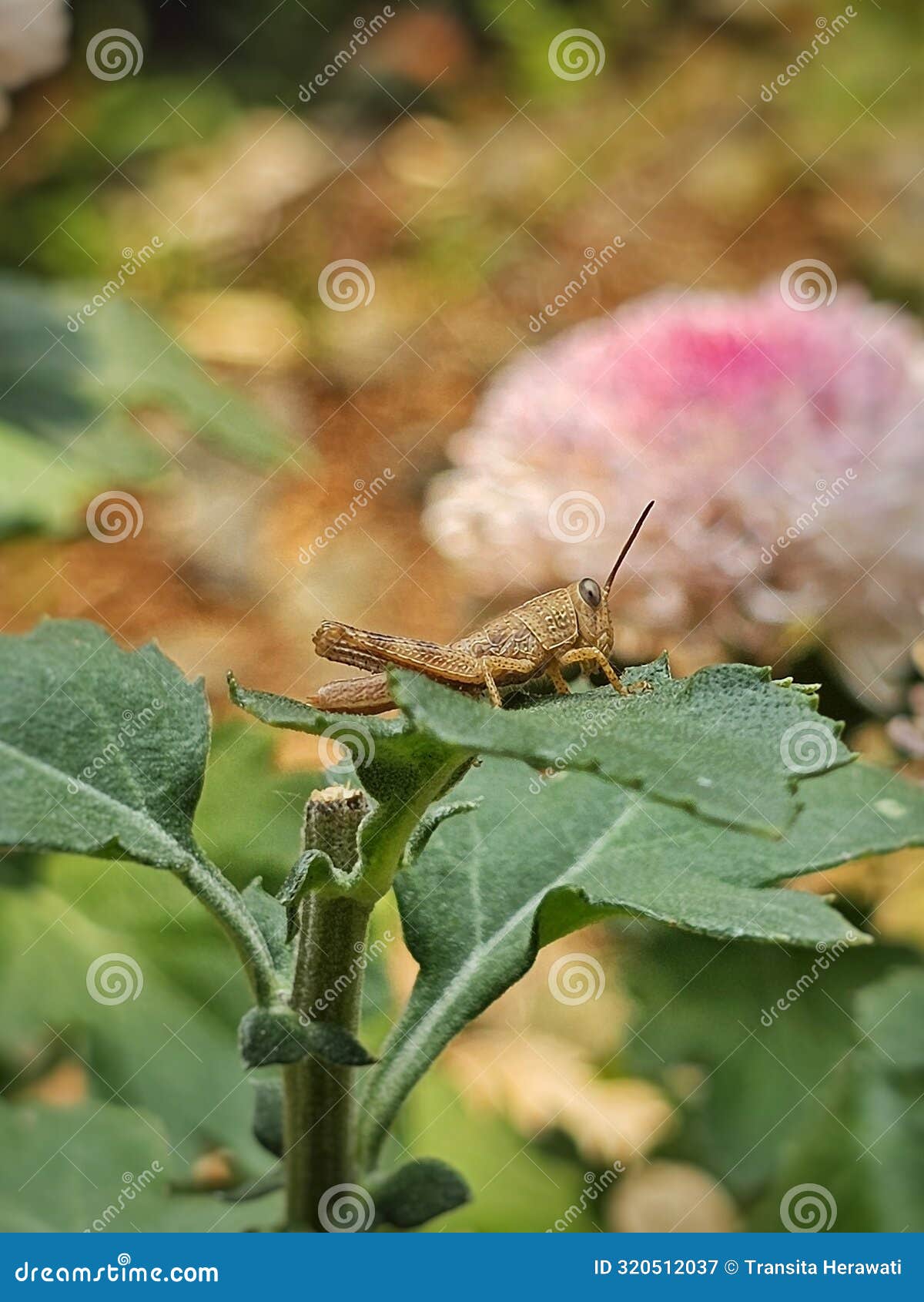 A Tiny Grasshopper on the Leaf. Grasshoppers are a Group of Insect Stock Image - Image of branch ...