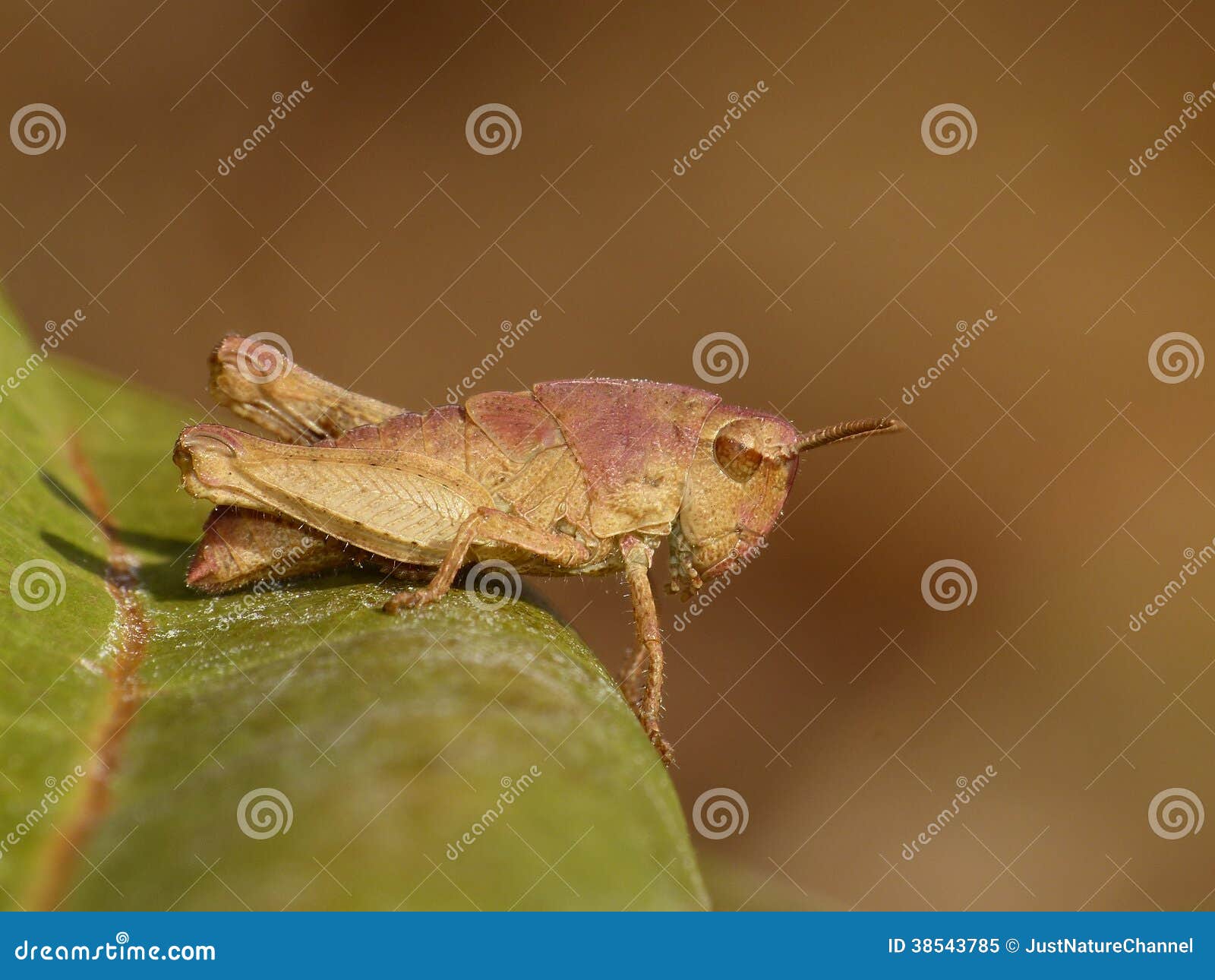 Tiny Grasshopper on Leaf stock image. Image of fall, insect - 38543785