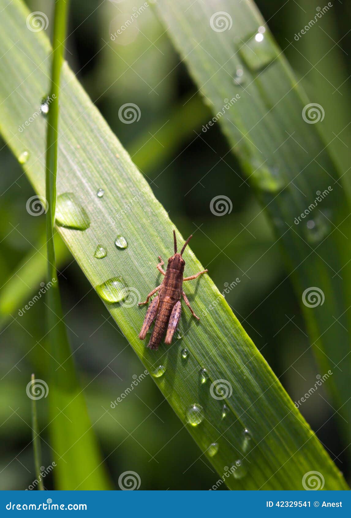 Tiny grasshopper stock image. Image of animal, fauna - 42329541