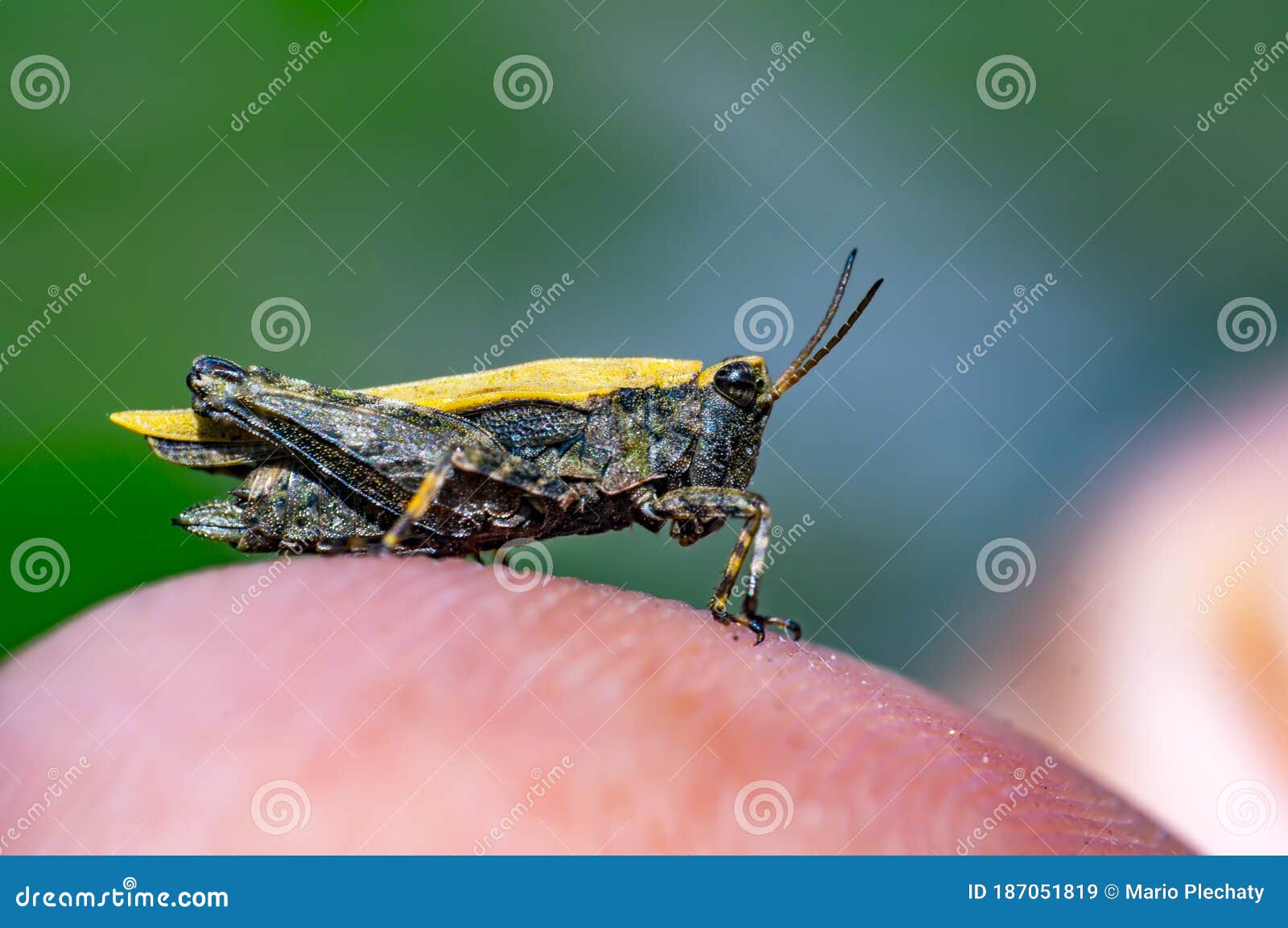 Tiny Grasshopper on My Finger Stock Image - Image of beauty, fingers ...