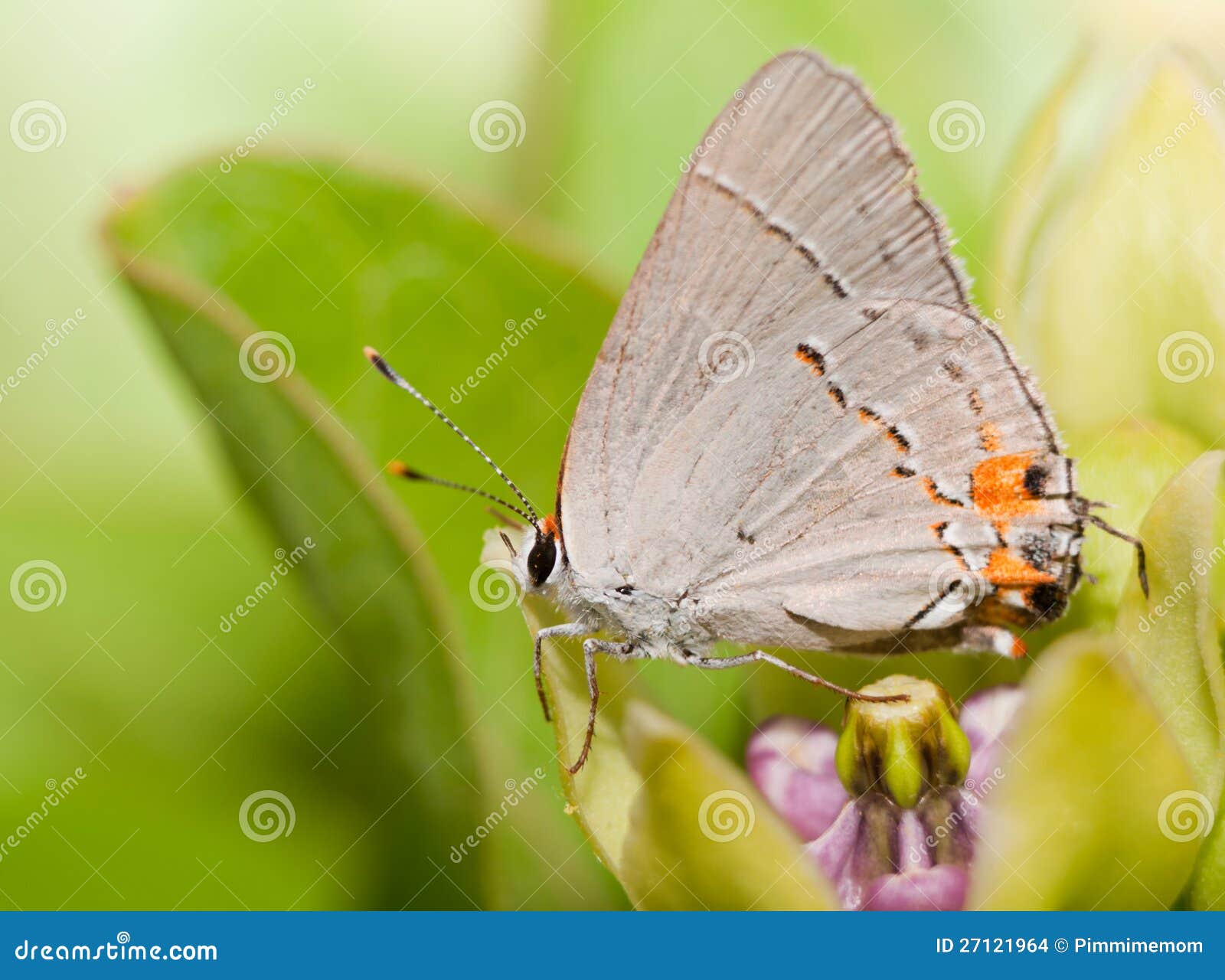 Tiny Gray Hairstreak Butterfly Stock Photo - Image of season, nature ...