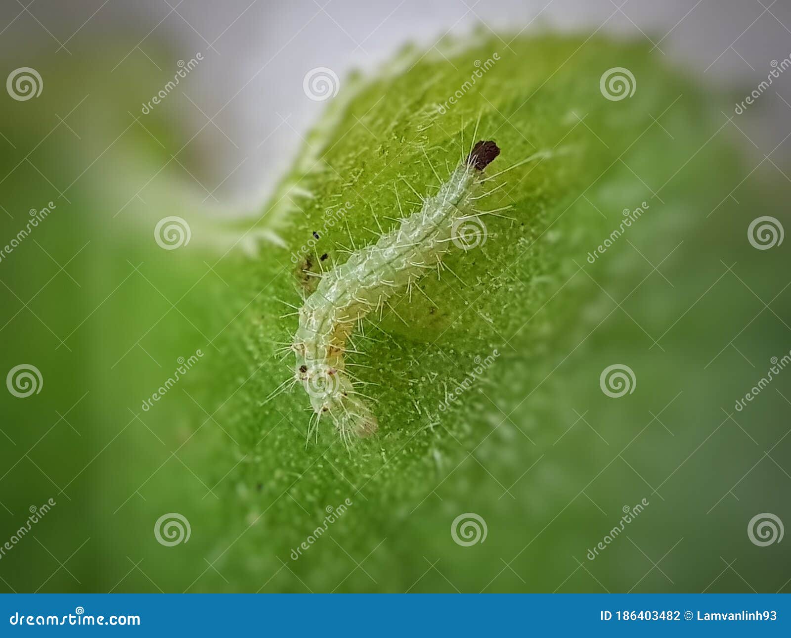 Larvae and Pupa of Plume Moth in Jure on Bottle Gourd. Stock Photo ...