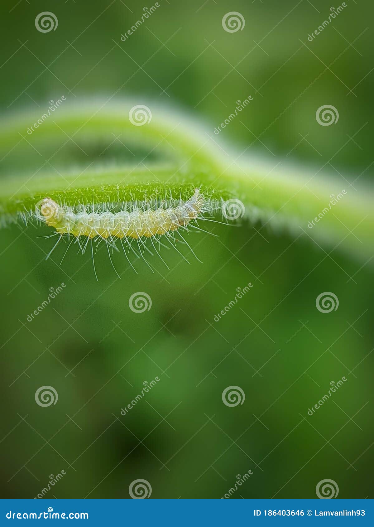 Larvae and Pupa of Plume Moth in Jure on Bottle Gourd. Stock Photo ...