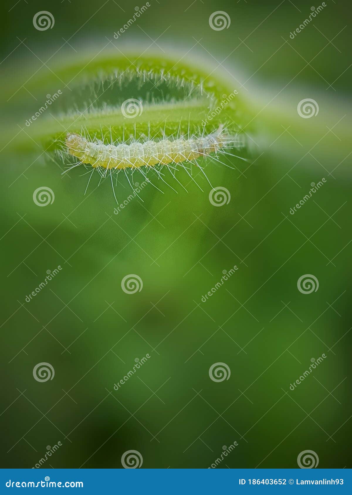 Larvae and Pupa of Plume Moth in Jure on Bottle Gourd. Stock Photo ...