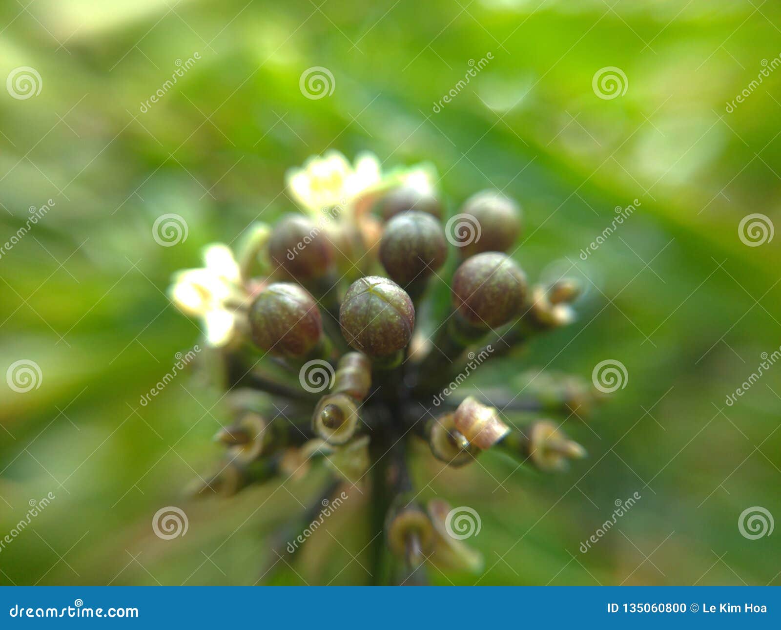 The Tiny Green Buds and Tiny Flower Stock Photo - Image of flower, love ...