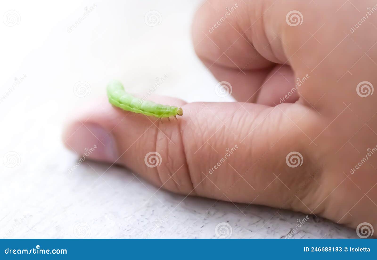 Tiny green caterpillar stock image. Image of green, moving - 246688183