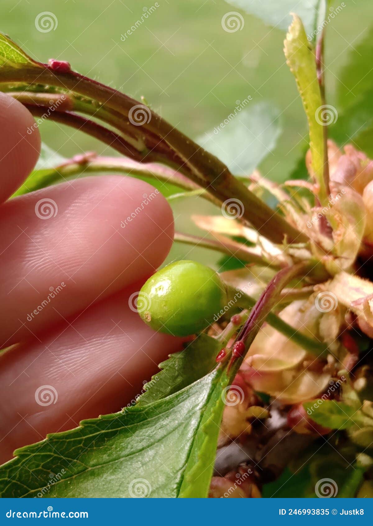 Tiny Green Cherry in Early Stage of Growth after Bloom Stock Image ...