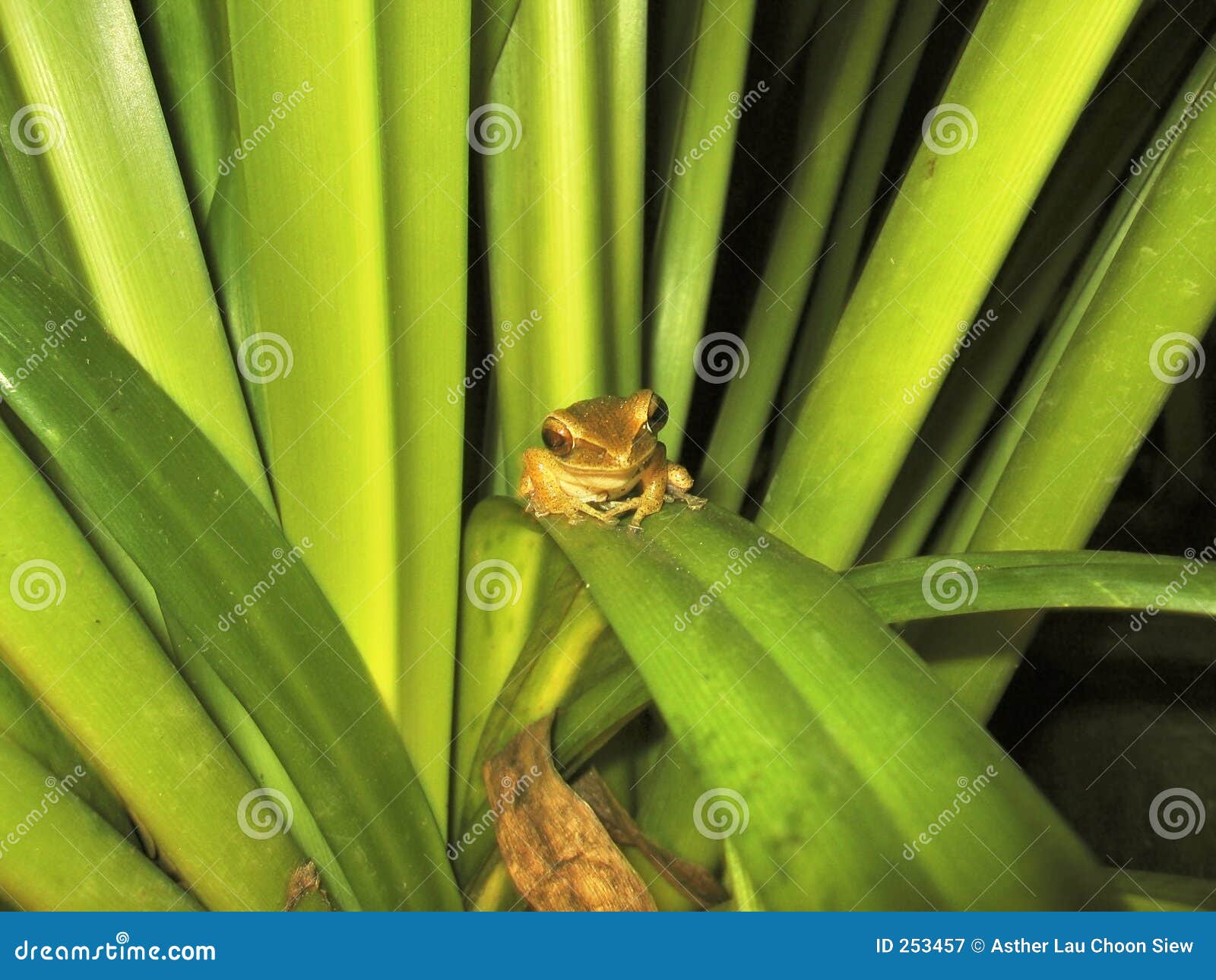 Tiny Green Frog stock image. Image of amphibian, froggy - 253457