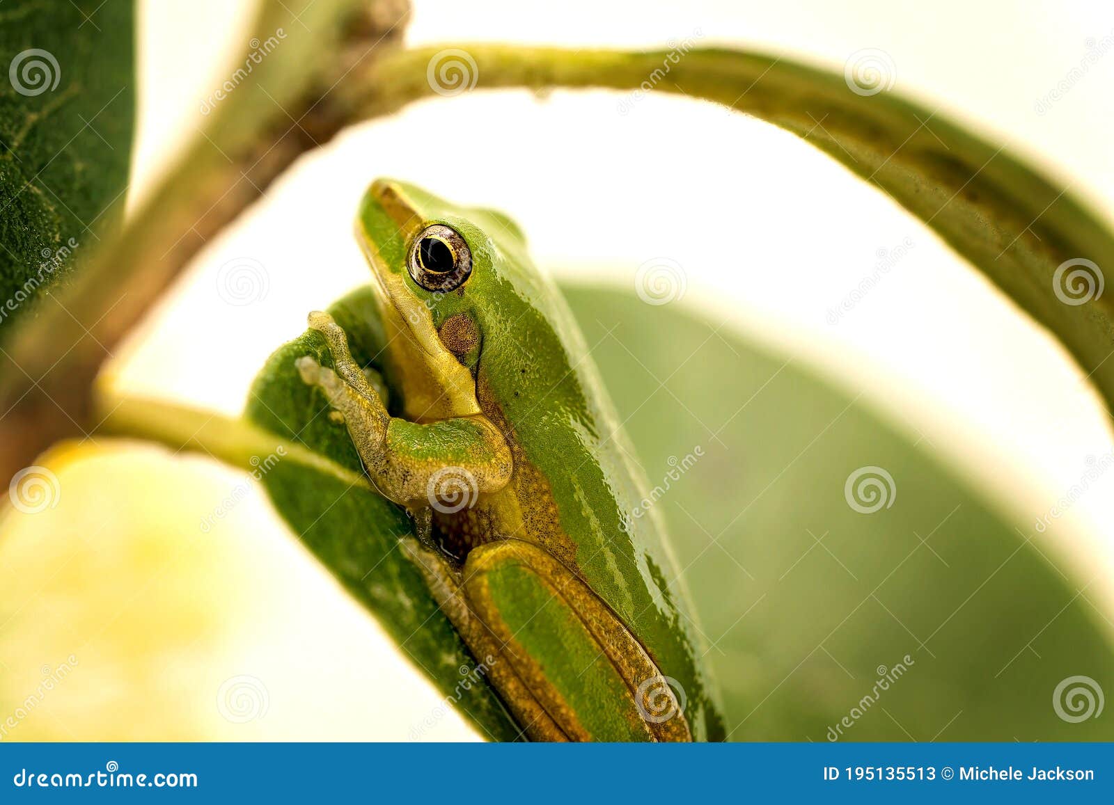Tiny Green Frog in Macro stock image. Image of animal - 195135513