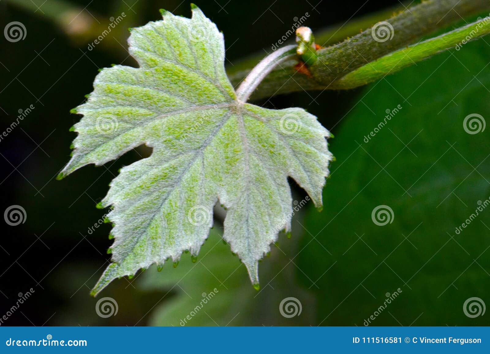 Tiny Green Grape Leaf stock image. Image of natural - 111516581