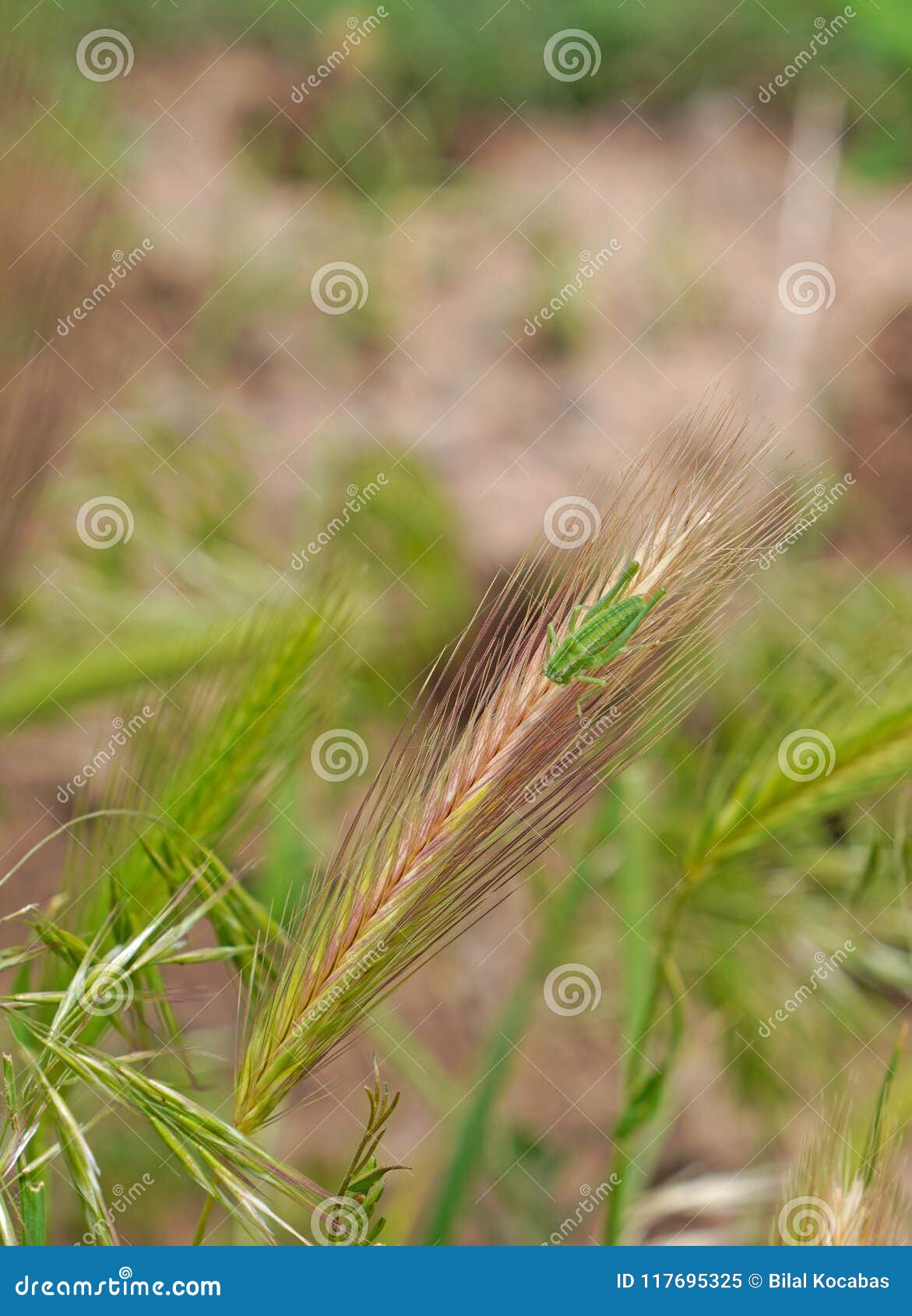 Tiny Green Grasshopper on Ear Stock Image - Image of yellow ...