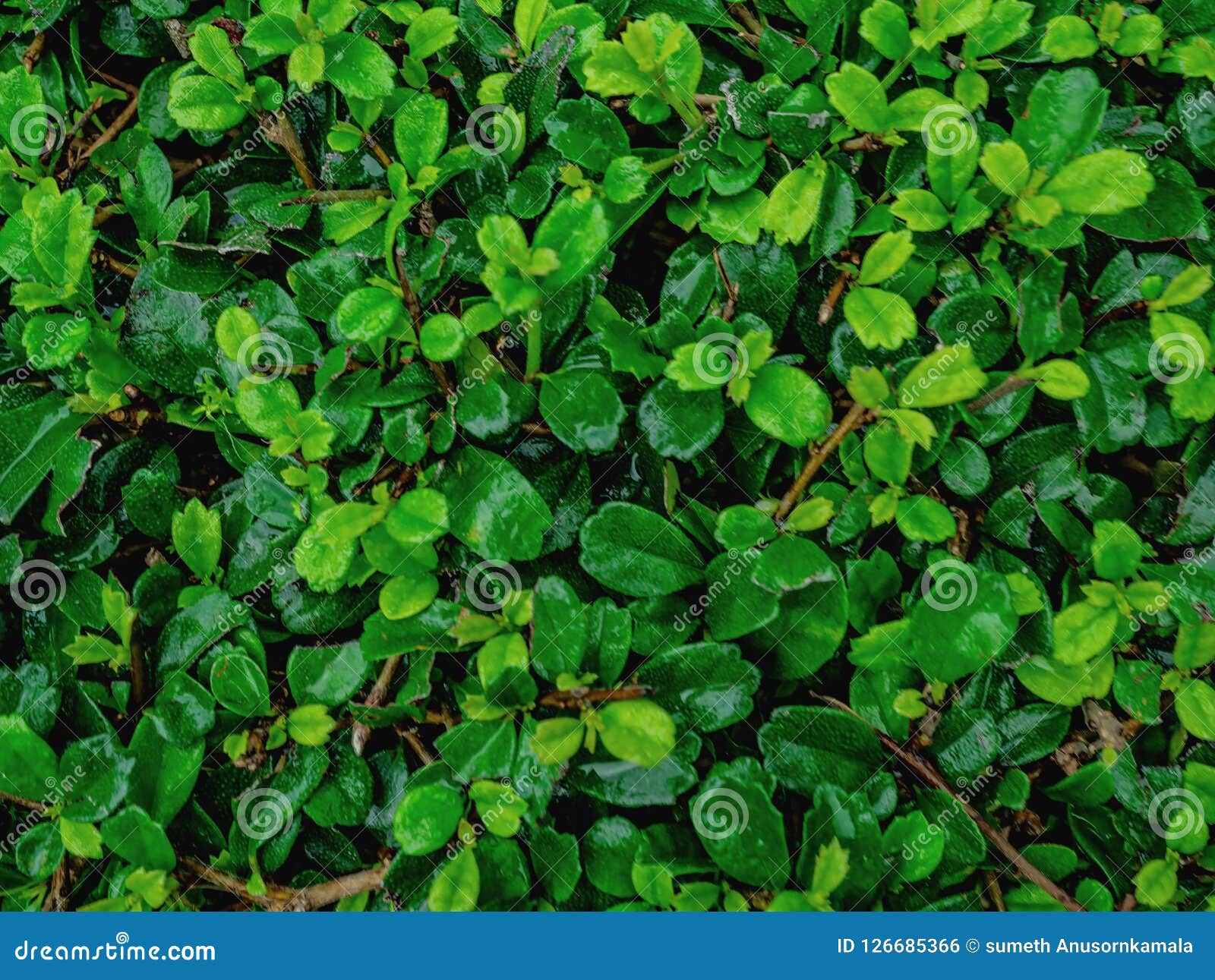 Tiny Green Leaf Texture Wallpaper Stock Photo - Image of abstract ...