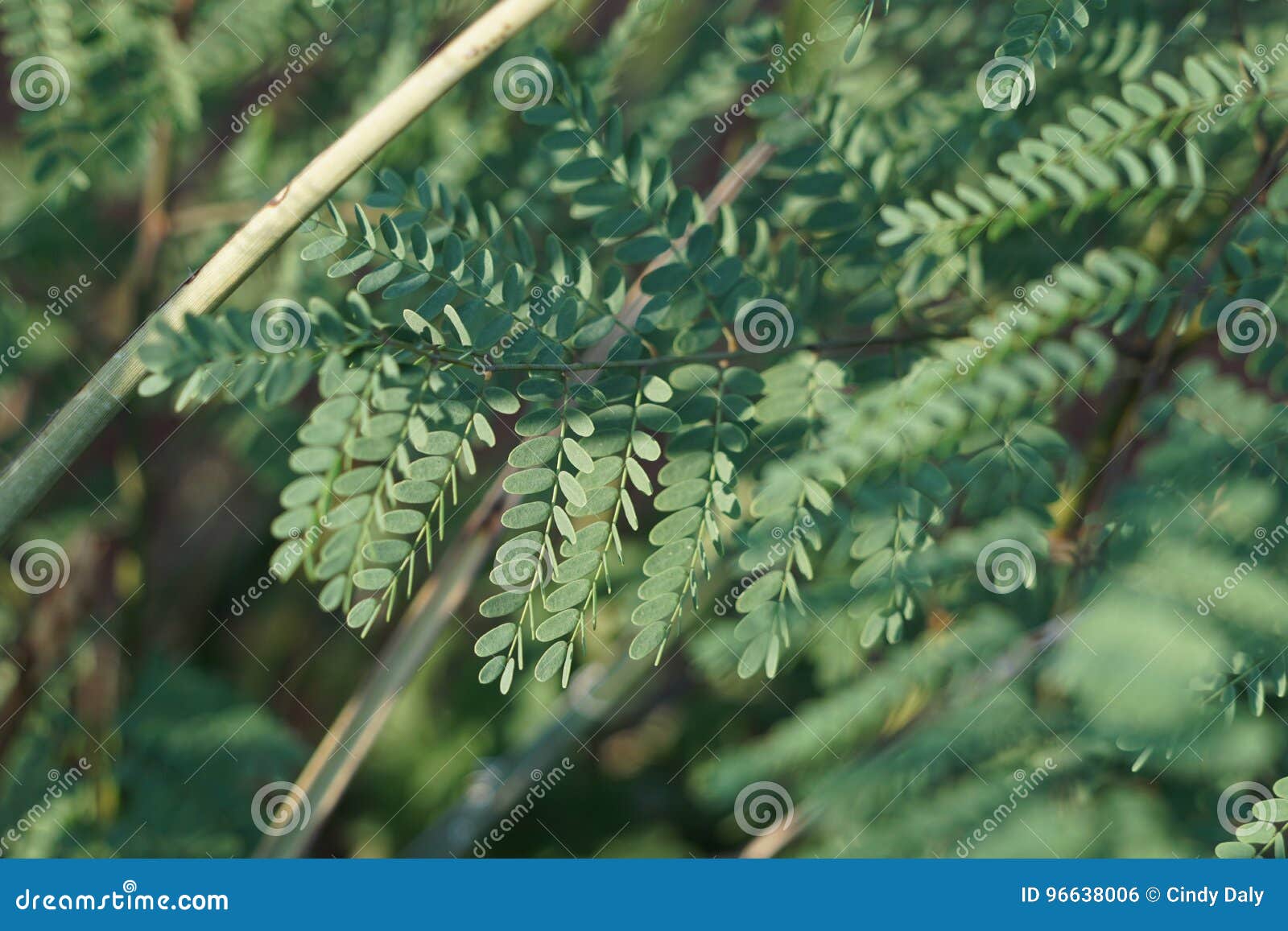 Tiny Green Leaves on a Branch. Stock Photo - Image of green, floweres ...