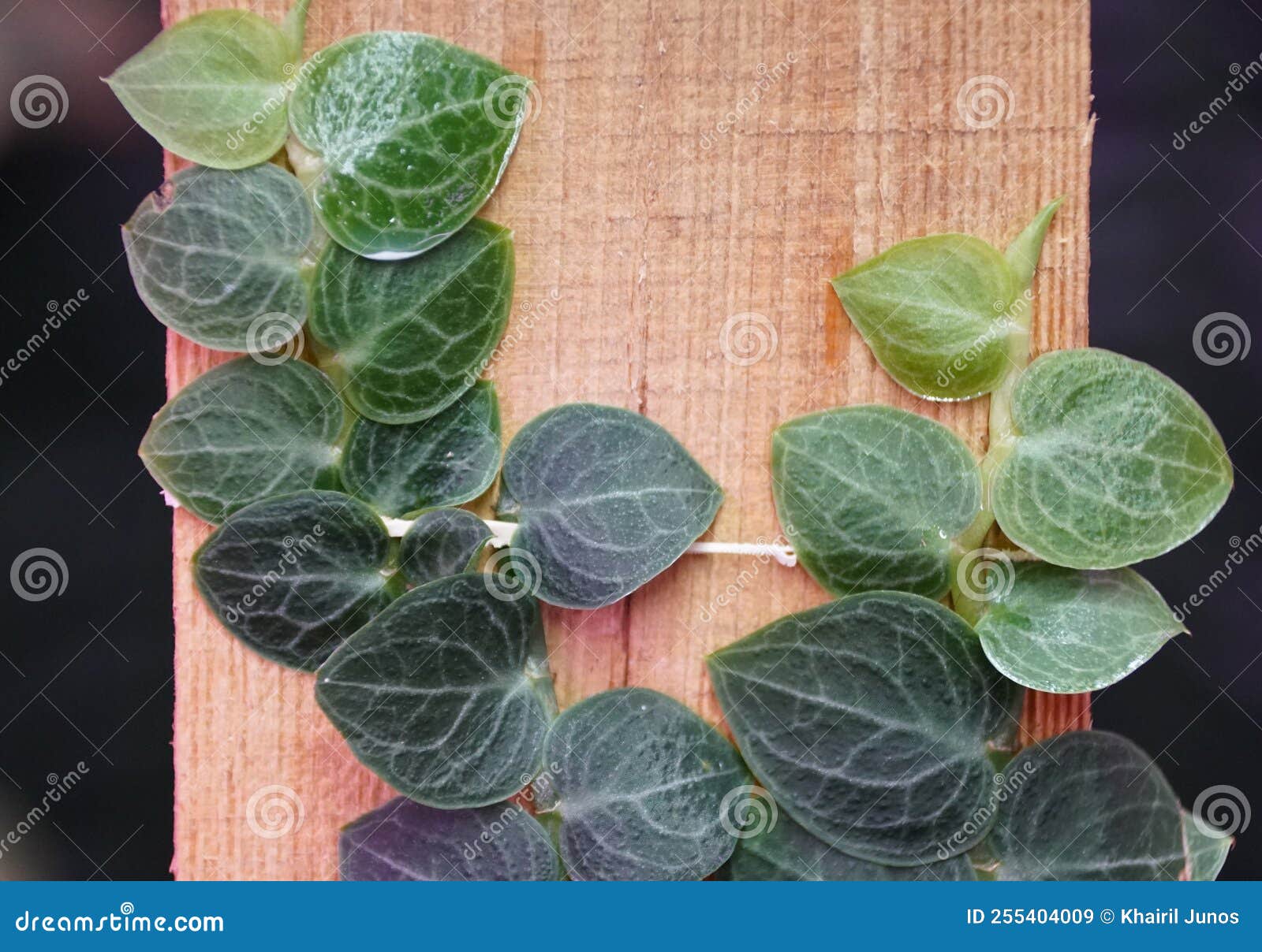 Tiny Green Leaves of Rhaphidophora Cryptantha, a Shingling Tropical ...
