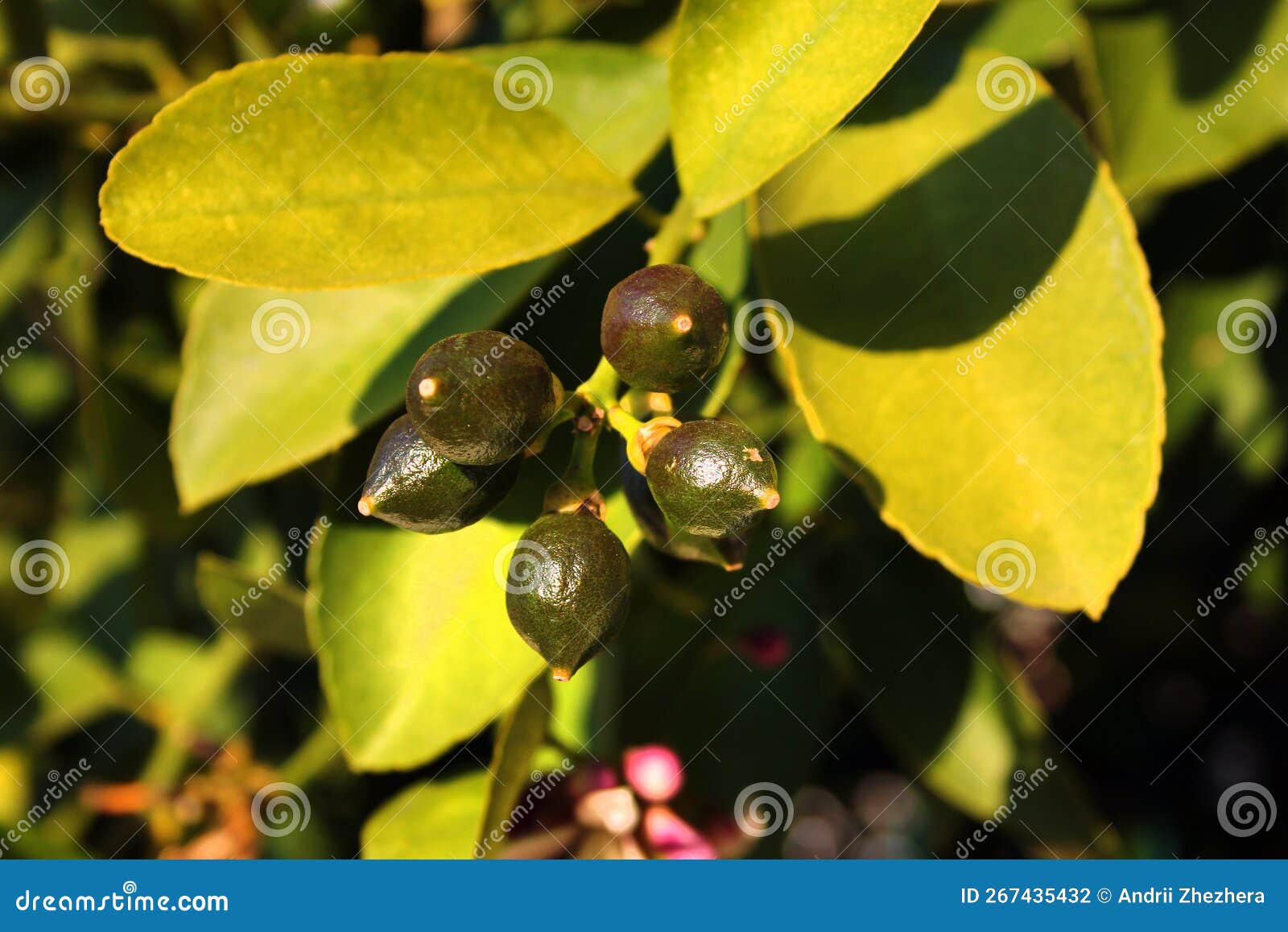 Tiny Green Lemons on Branches of a Lemon Tree Stock Photo - Image of ...