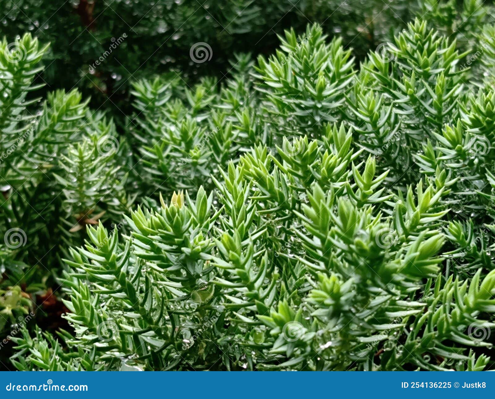 Tiny Green Pines on a Shrub Stock Image - Image of branch, evergreen ...